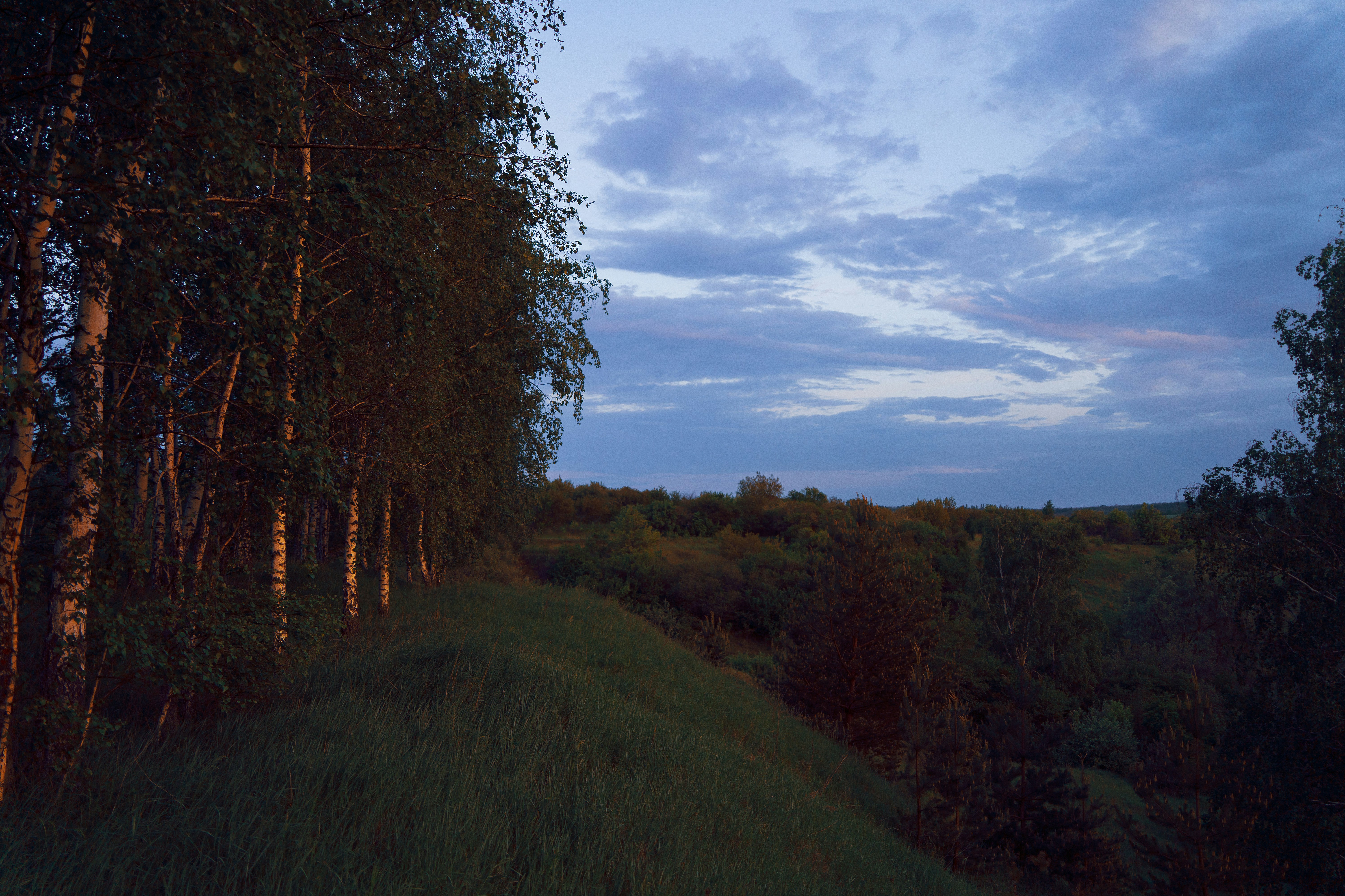 Dusk on the Ridge: Quiet Trees Over a Hillside Toward the Distant Sky