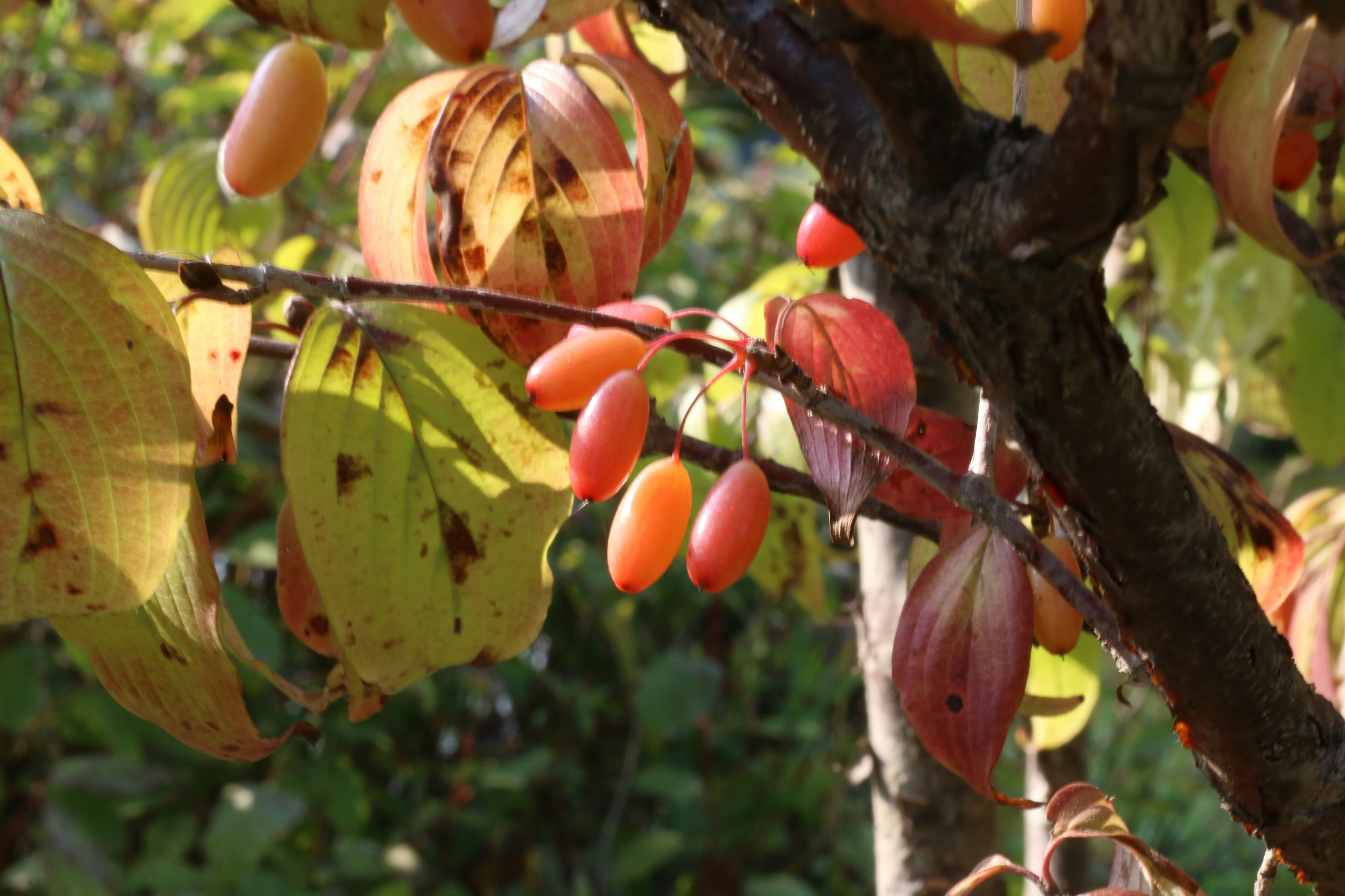 Crimson Berries on a Sunlit Branch
