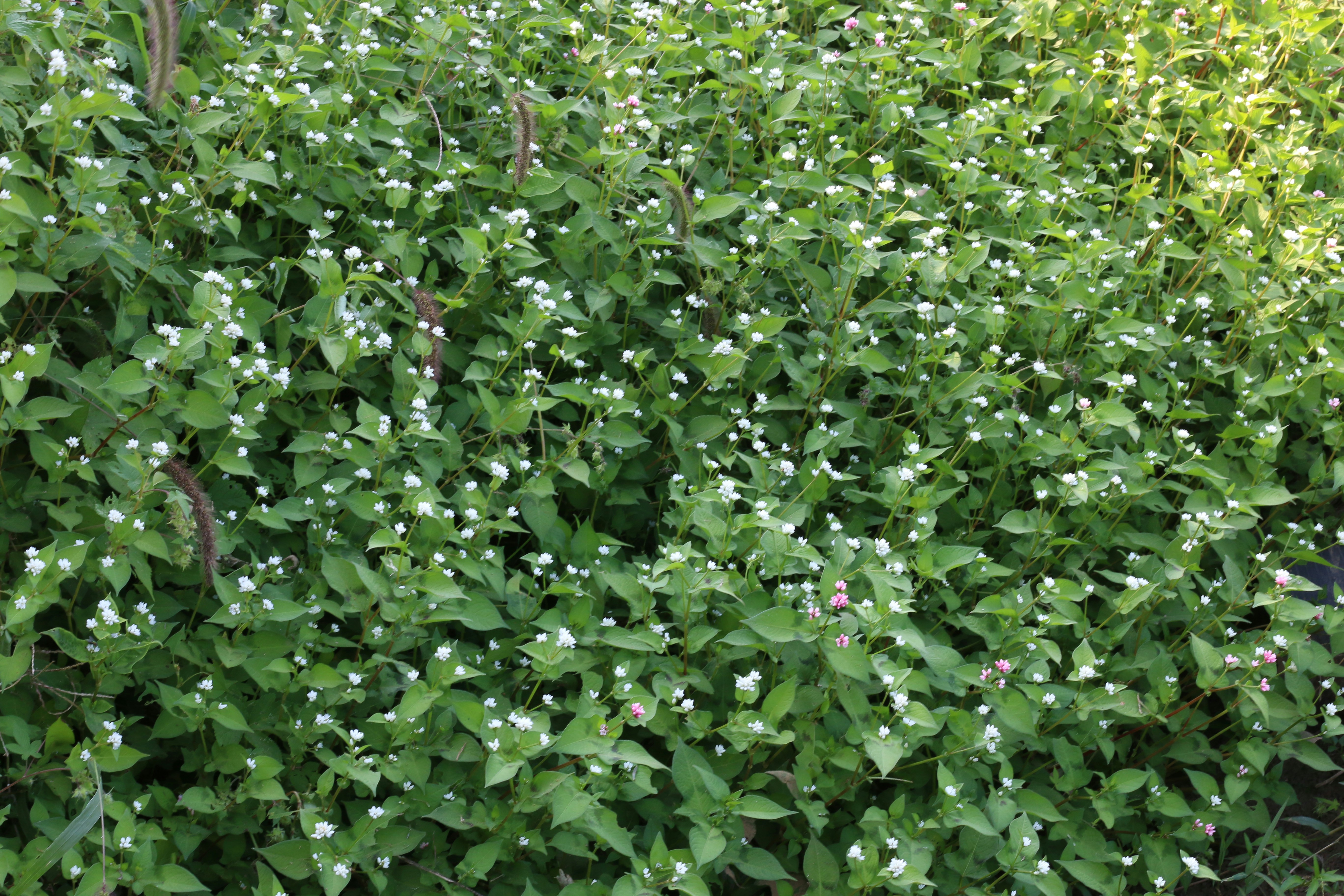 Snow-white flecks on a sea of green leaves