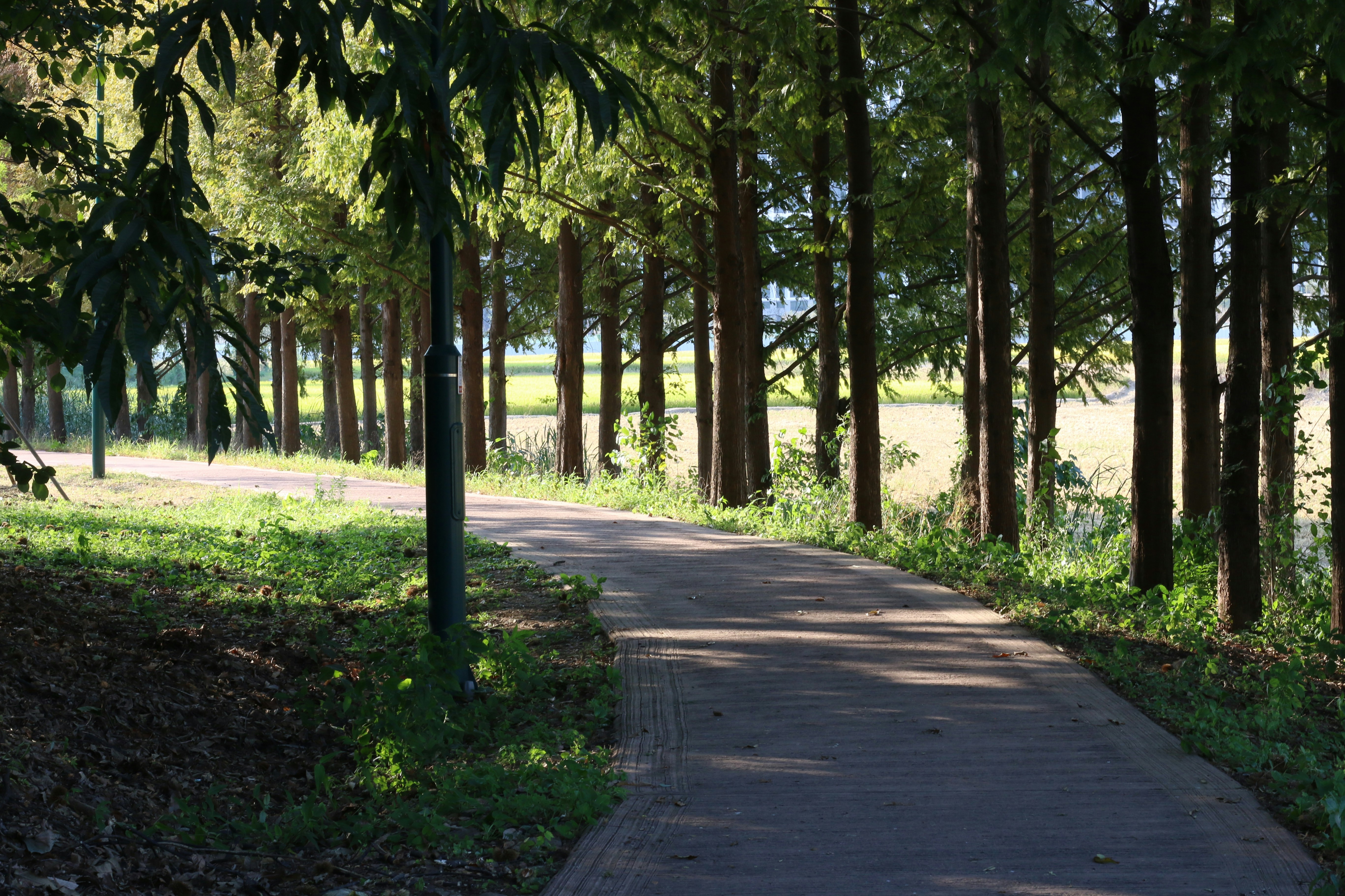 Sunlit Path Through a Quiet Forest Corridor