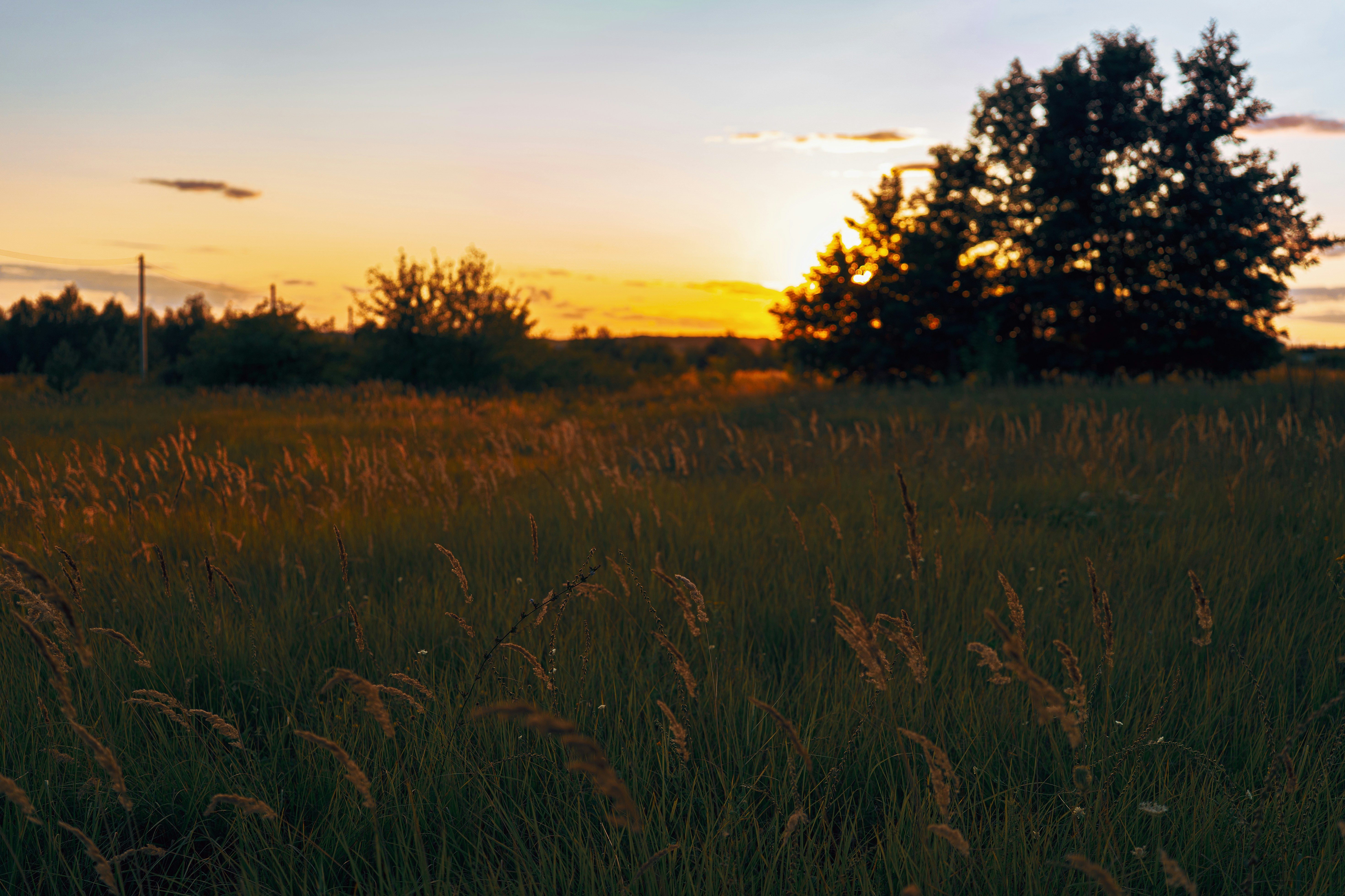 Tall grass in a meadow under a warm orange sky at low sun