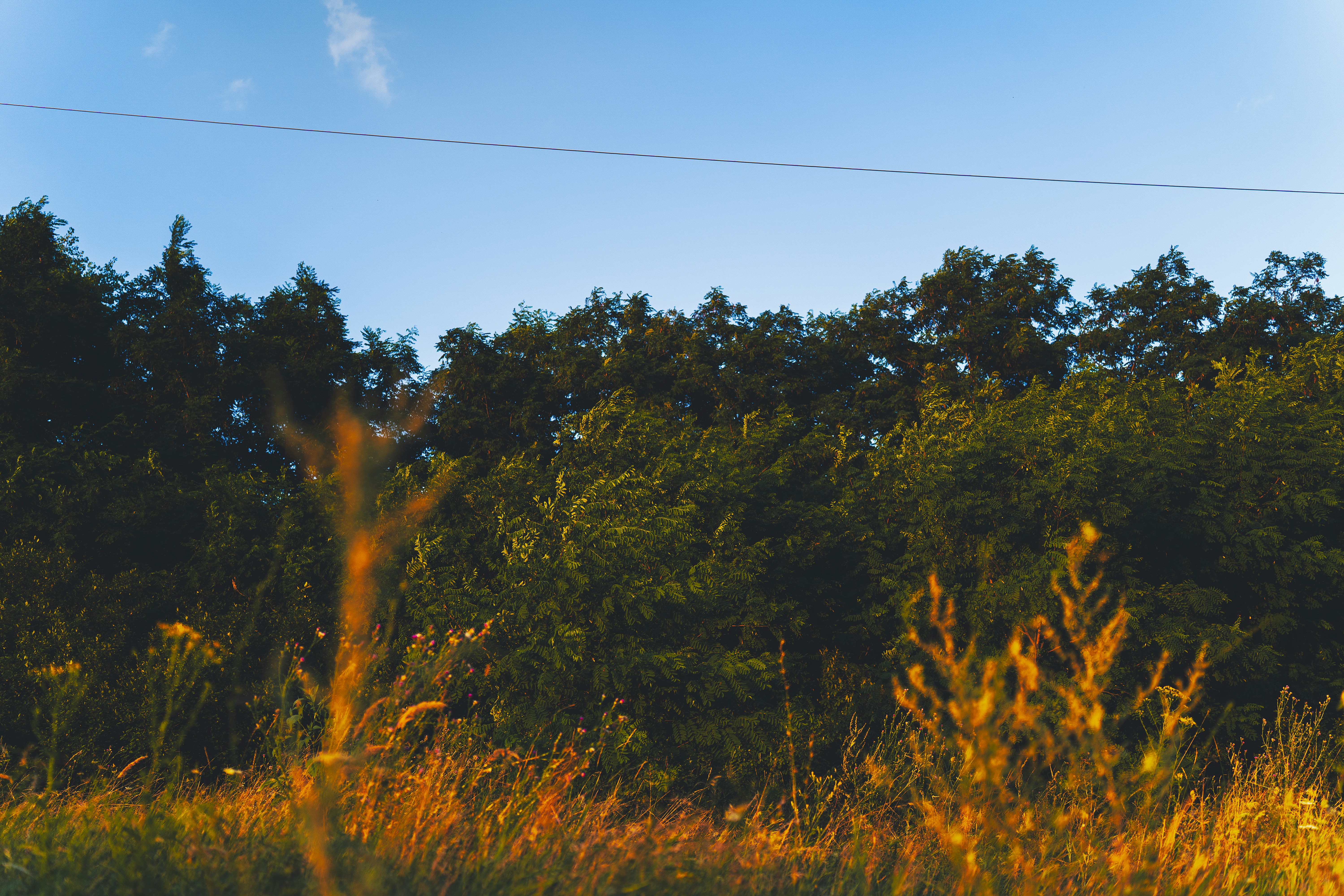Golden Field at Edge of the Forest