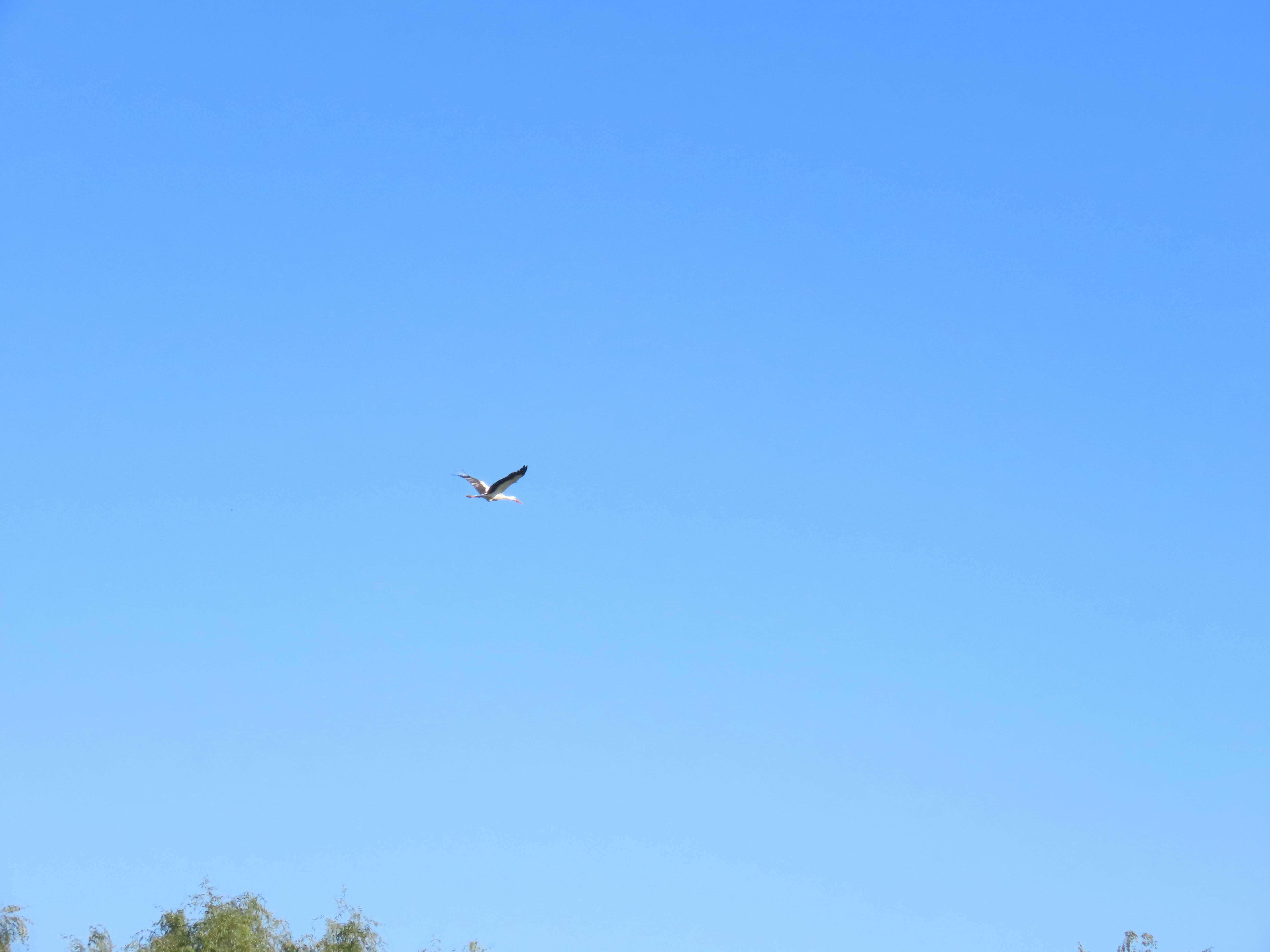 A lone seabird traces a arc across a clear sky