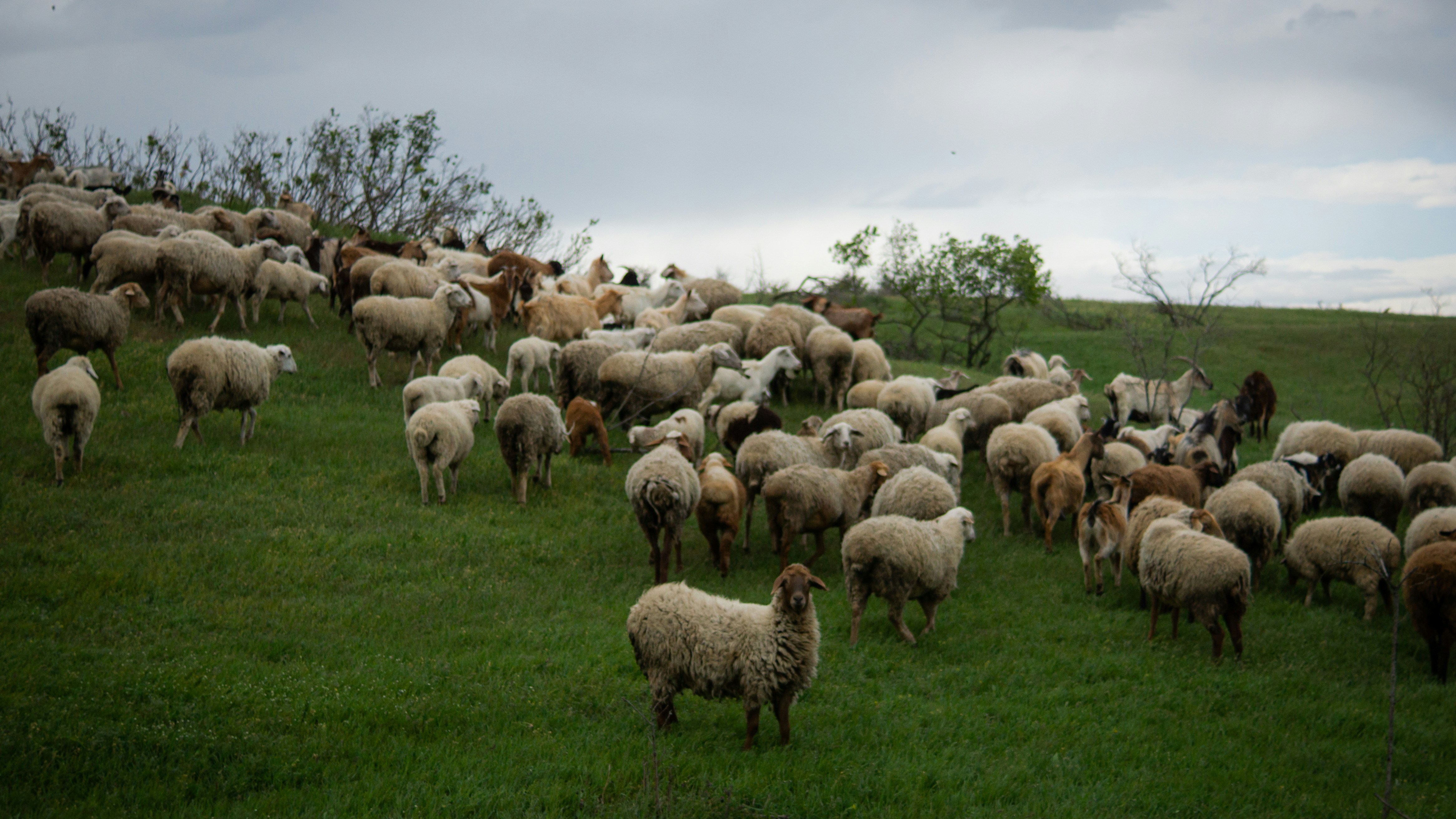 Herd of Sheep on a Quiet Pasture under a Cloudy Sky