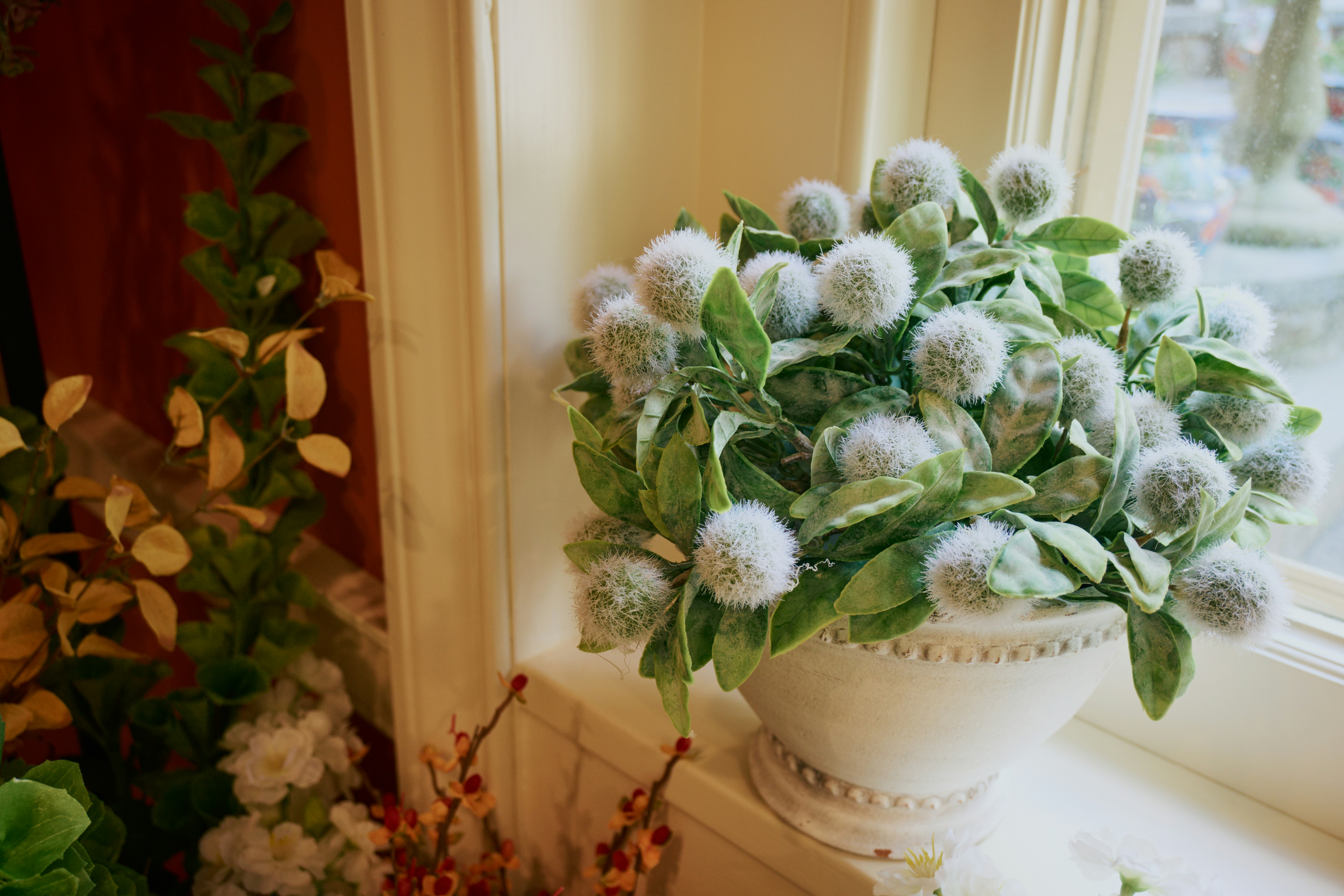 Creamy Bloom: Potted Snowball Chrysanthemums on a Window Sill