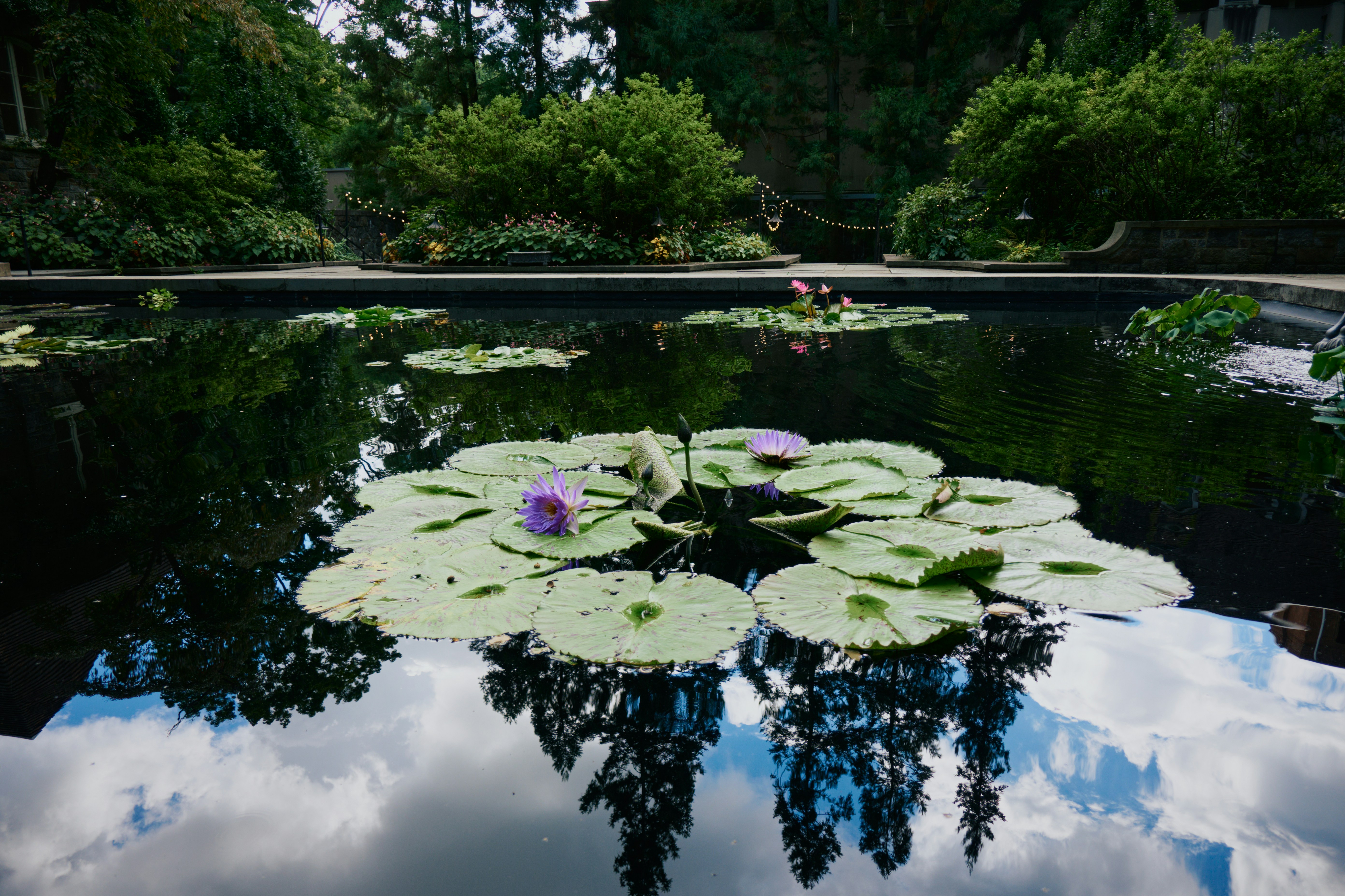 Floating Lillies and Skyreflections: A Quiet Pond Portrait