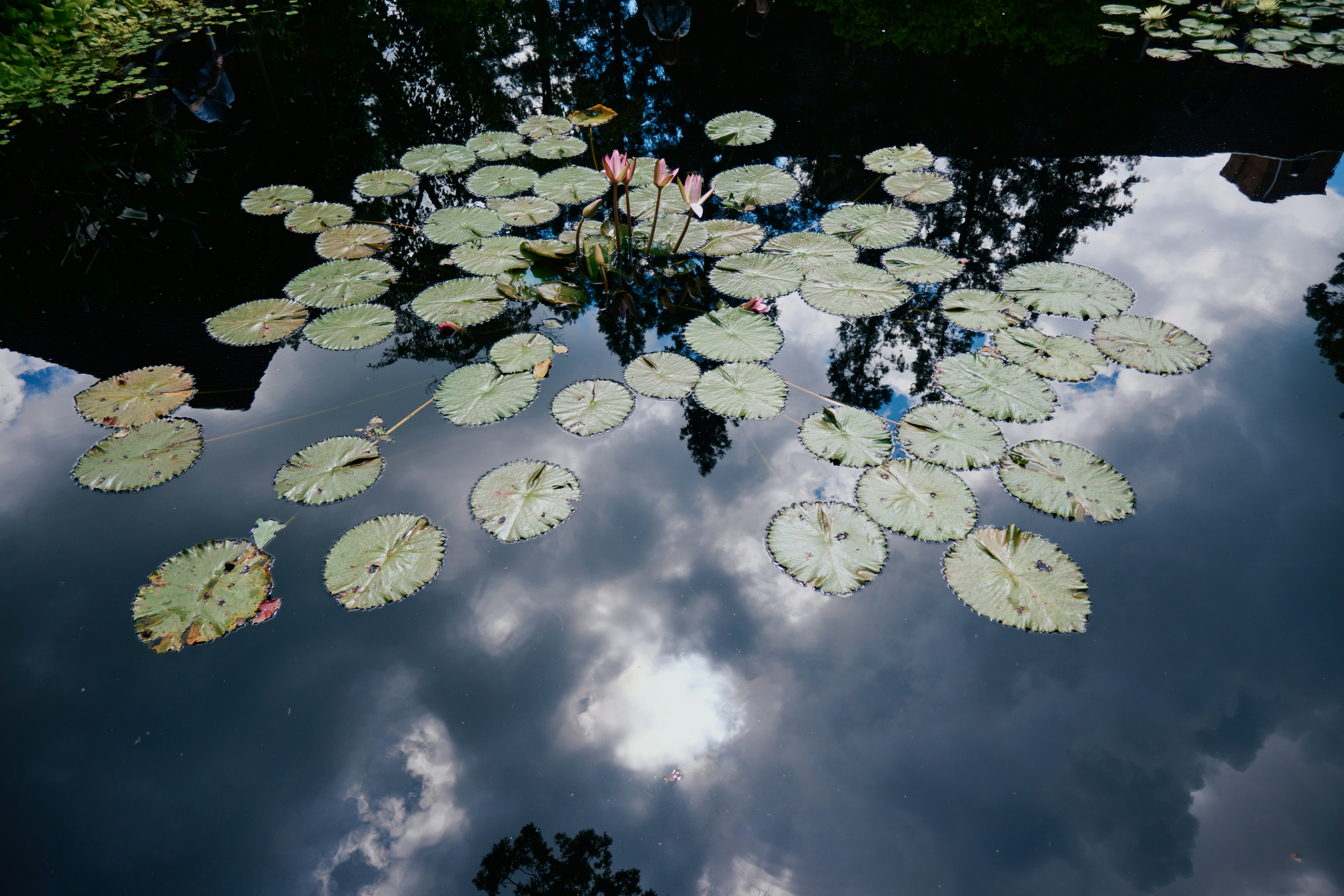 Pink water lilies and green lily pads floating on a dark reflective pond