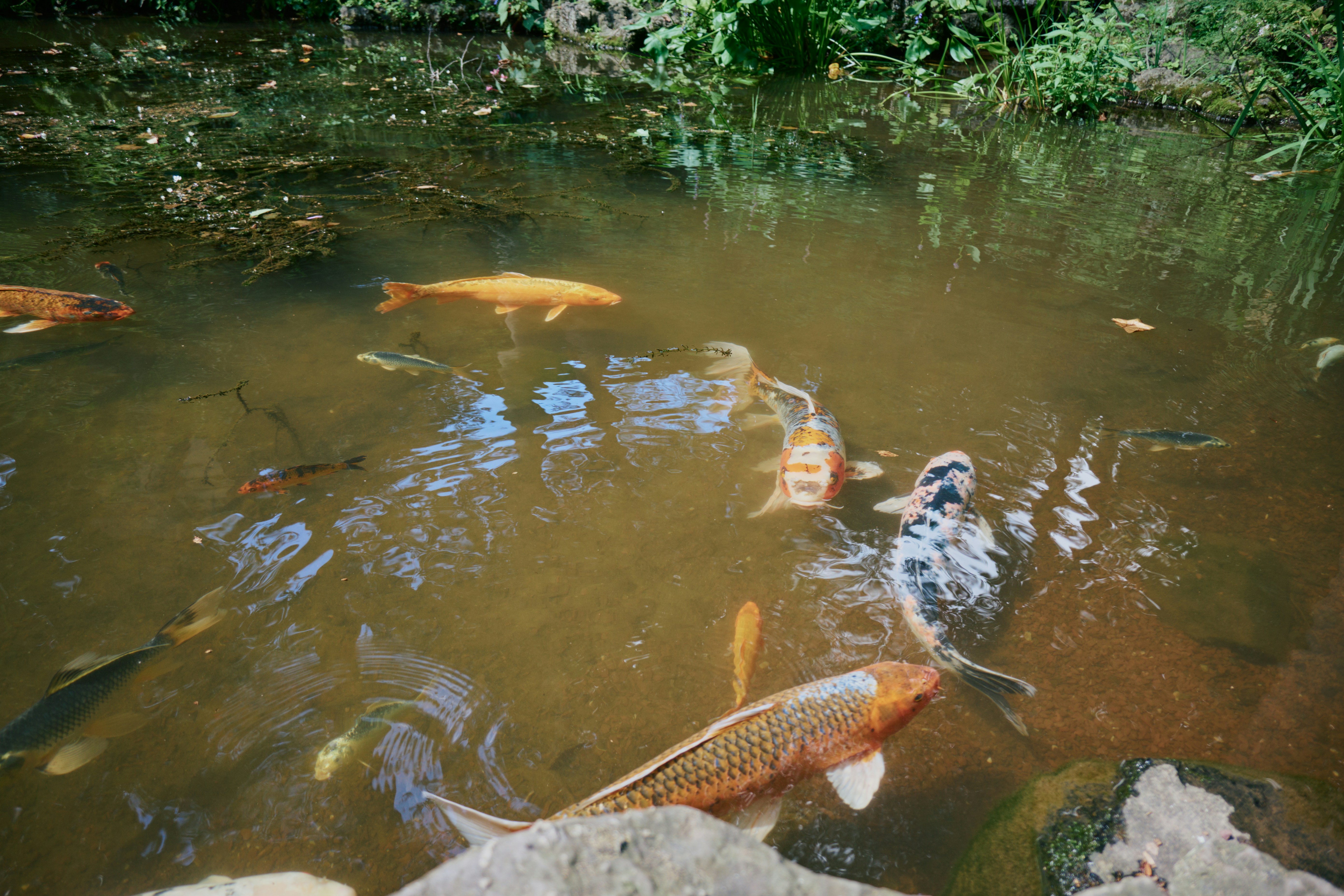 Koi Parade in Quiet Pond