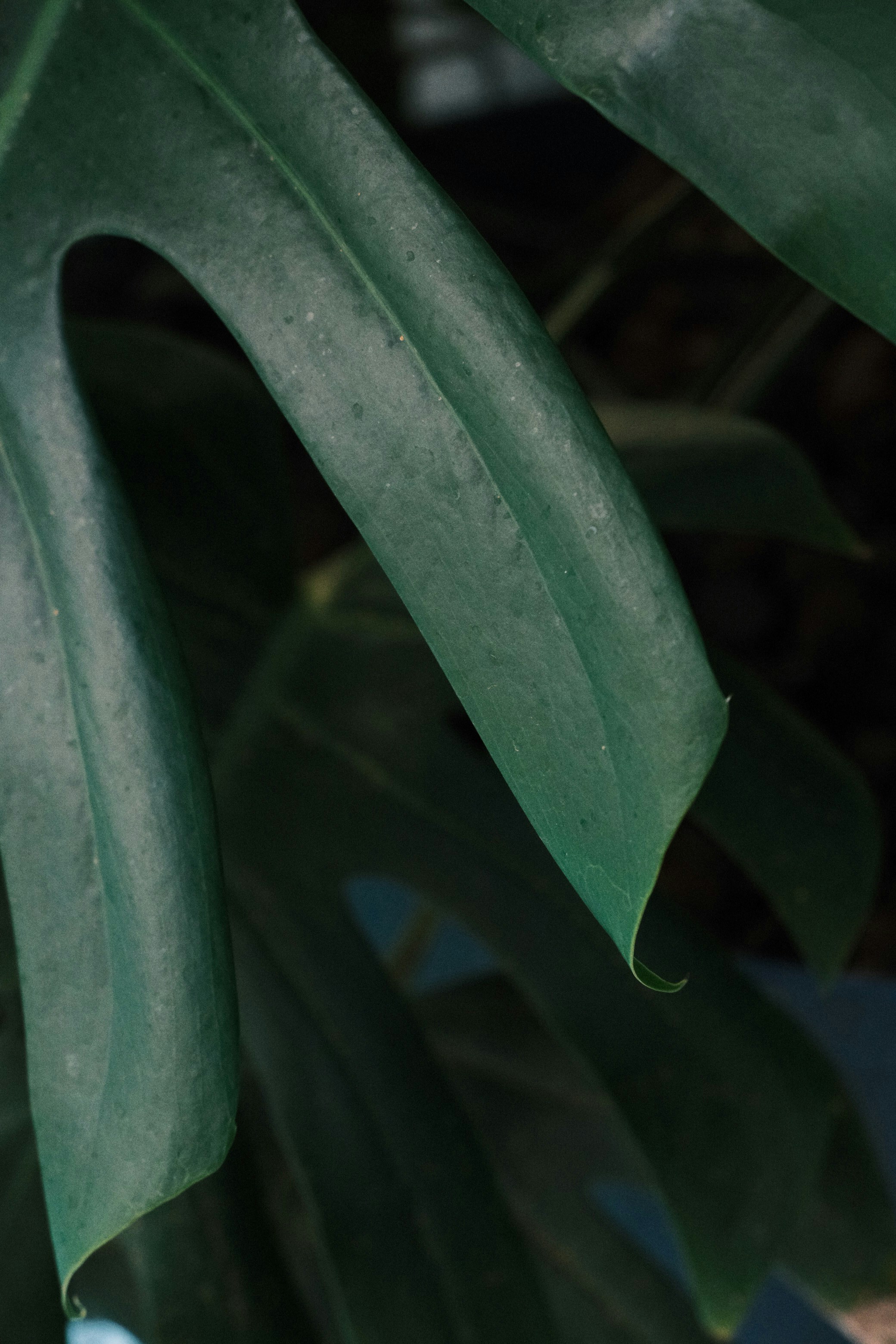 Emerald Curves: A Close-Up of Velvet Green Leaves