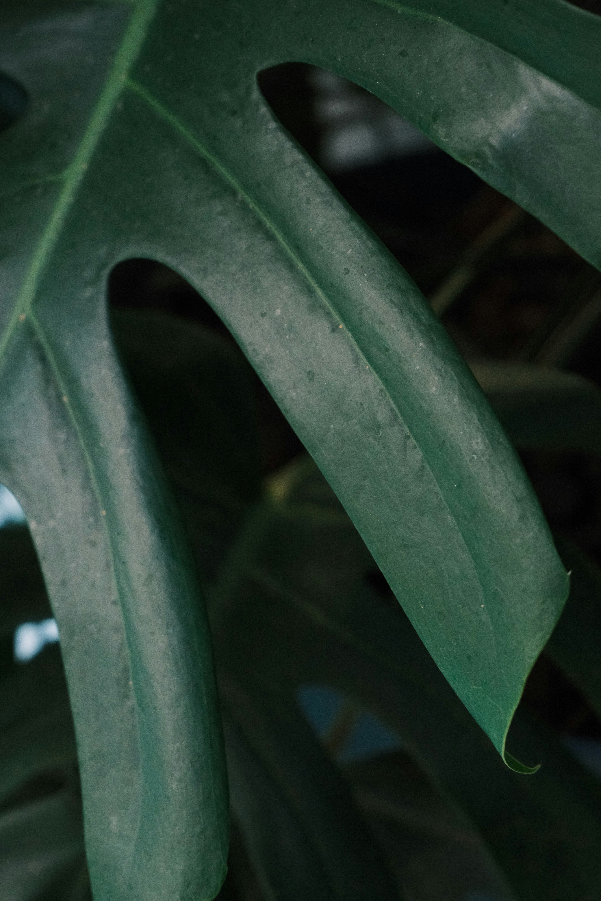 Curved Verve: Close-up of a Green Monstera Leaf Edge