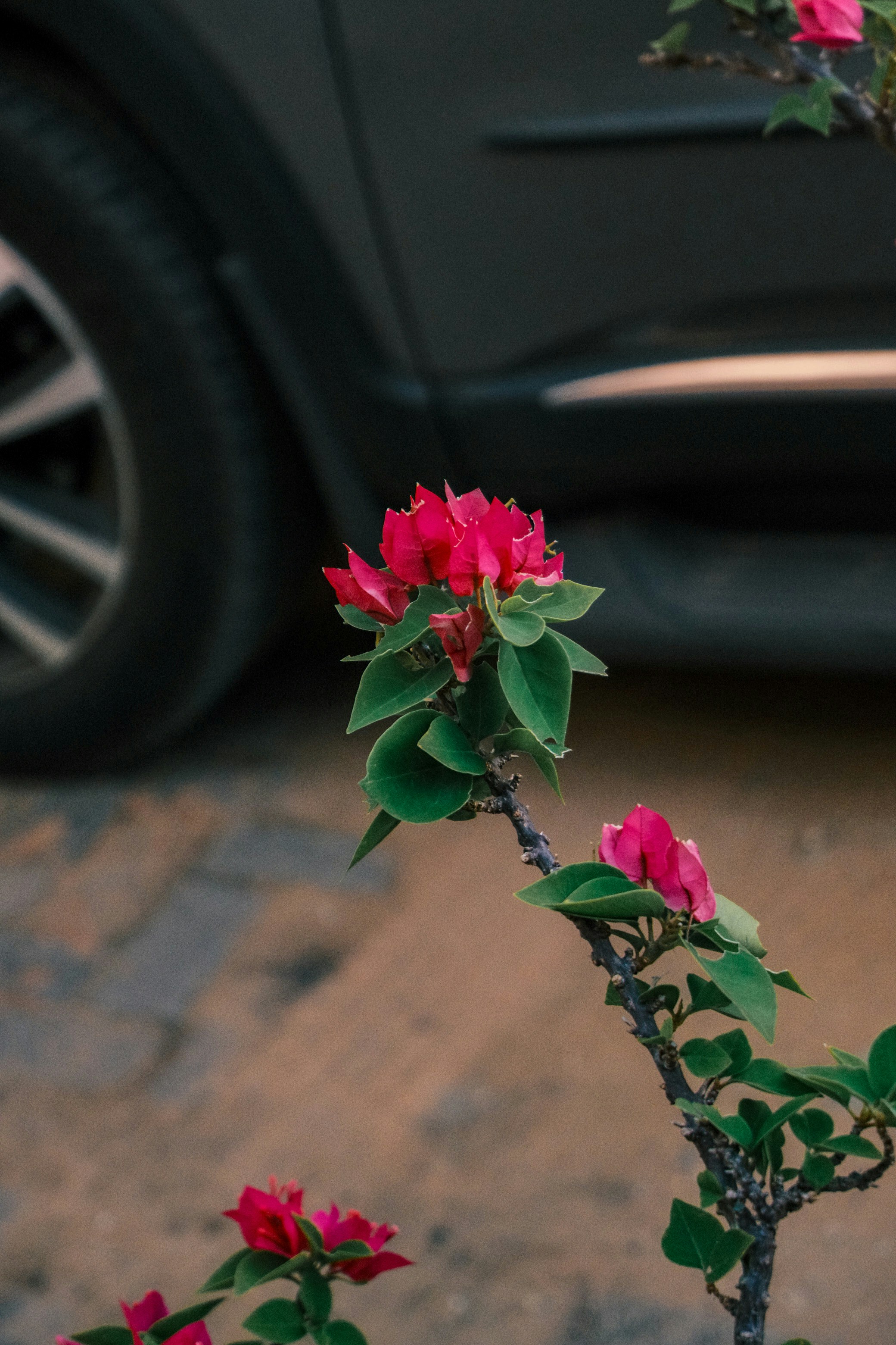 Scarlet Bougainvillea in Focus Against a Quiet Car Silhouette