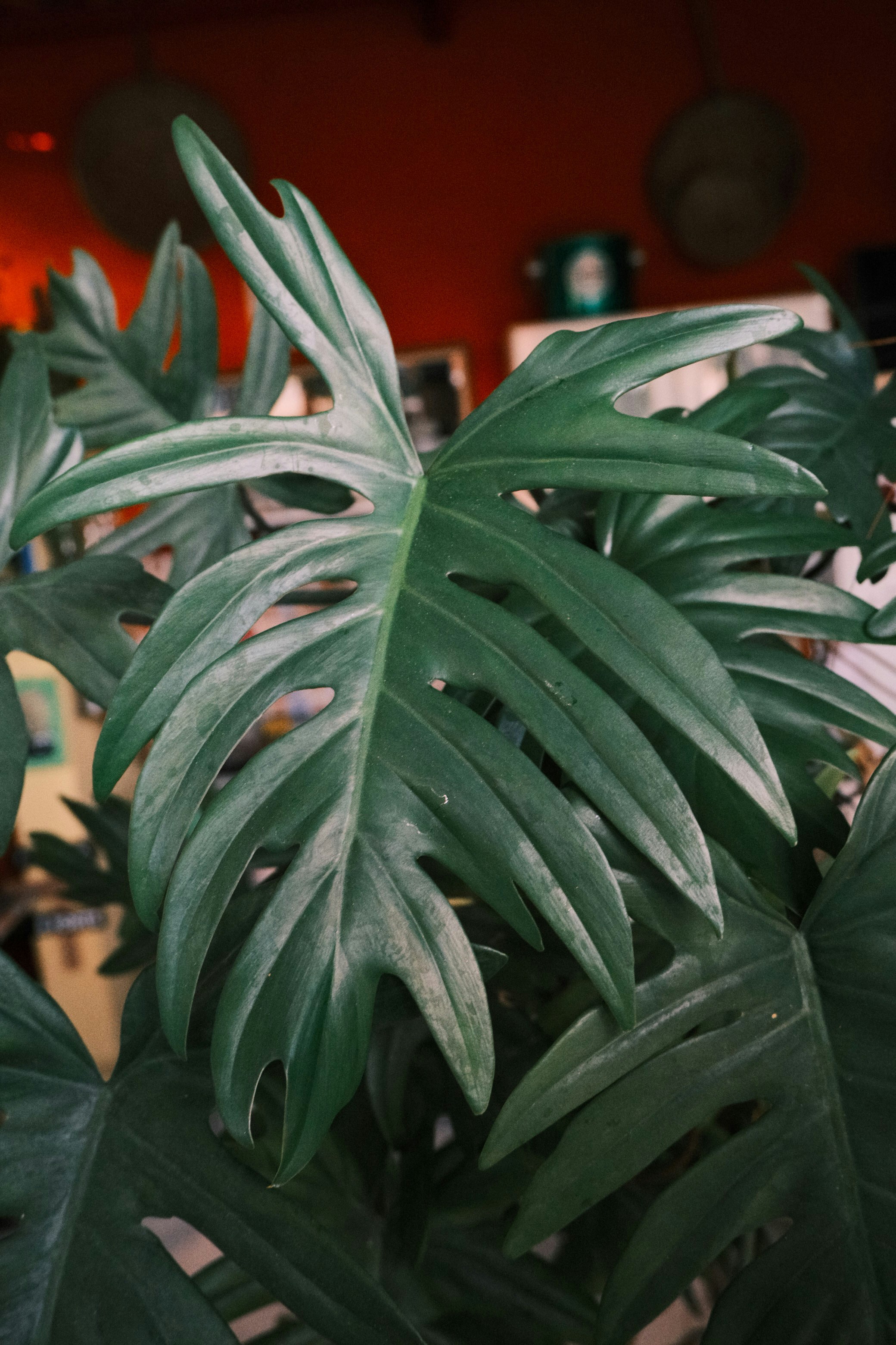 Monstera Leaves in Focus Against a Warm Backdrop