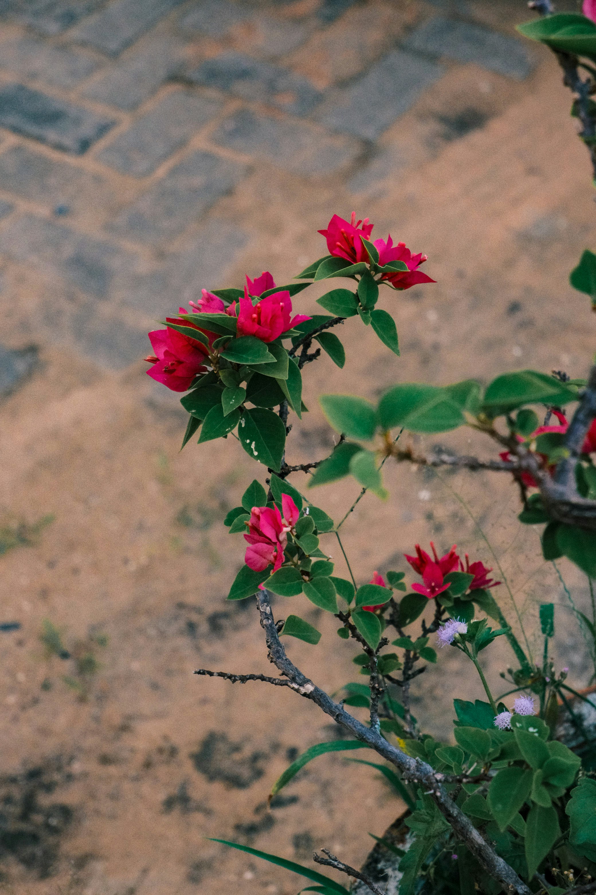 Crimson Bougainvillea Blooms Amid Weathered Path