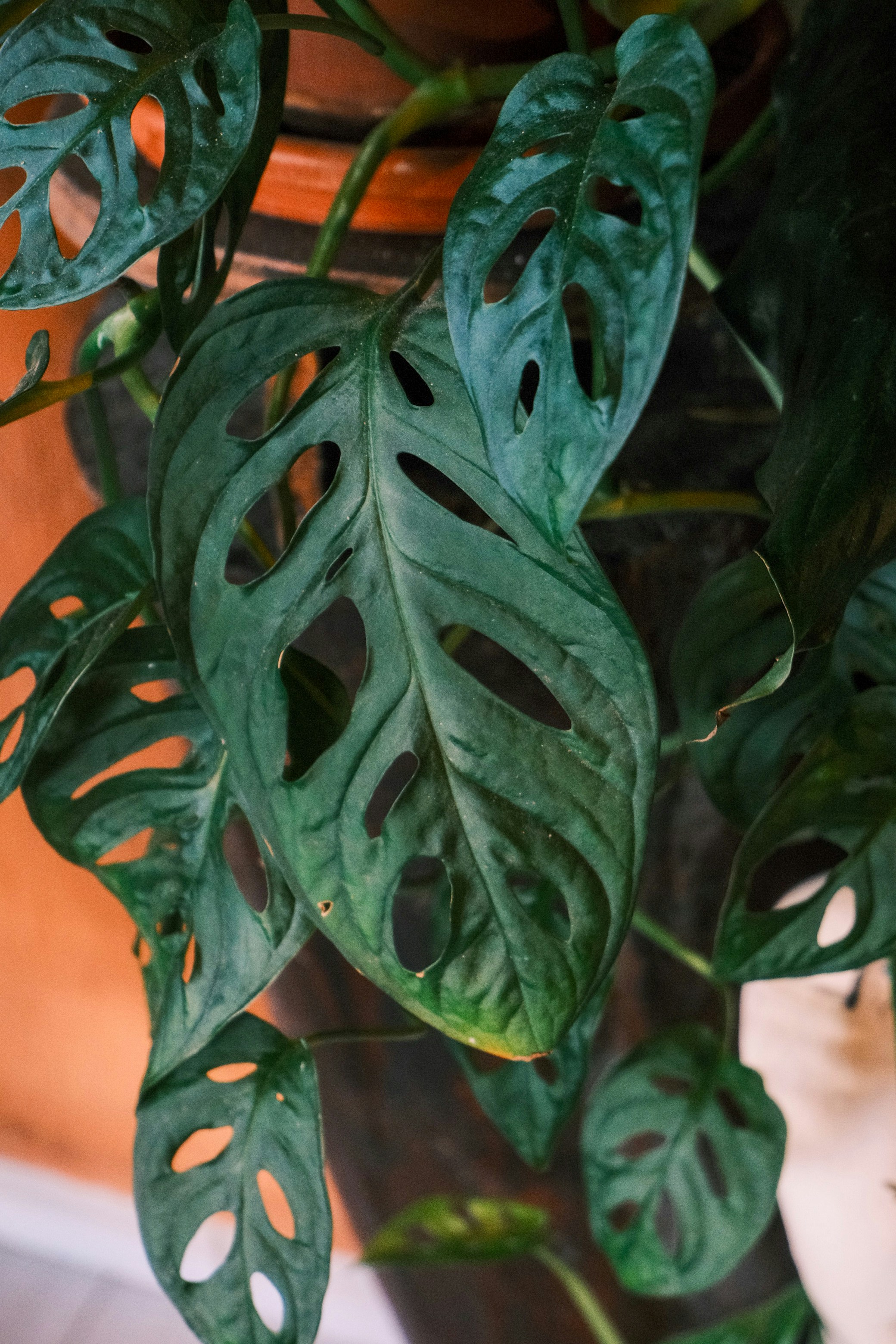 Lush Monstera Leaves Reach Through Indoor Light