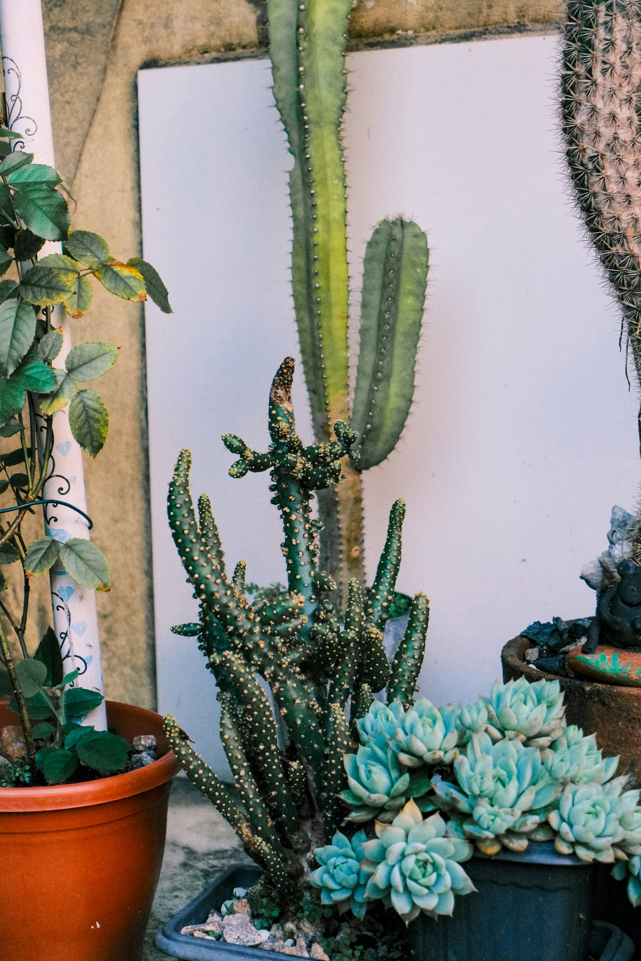 Cactus Corner: A Quiet Assembly of Pots and Succulents