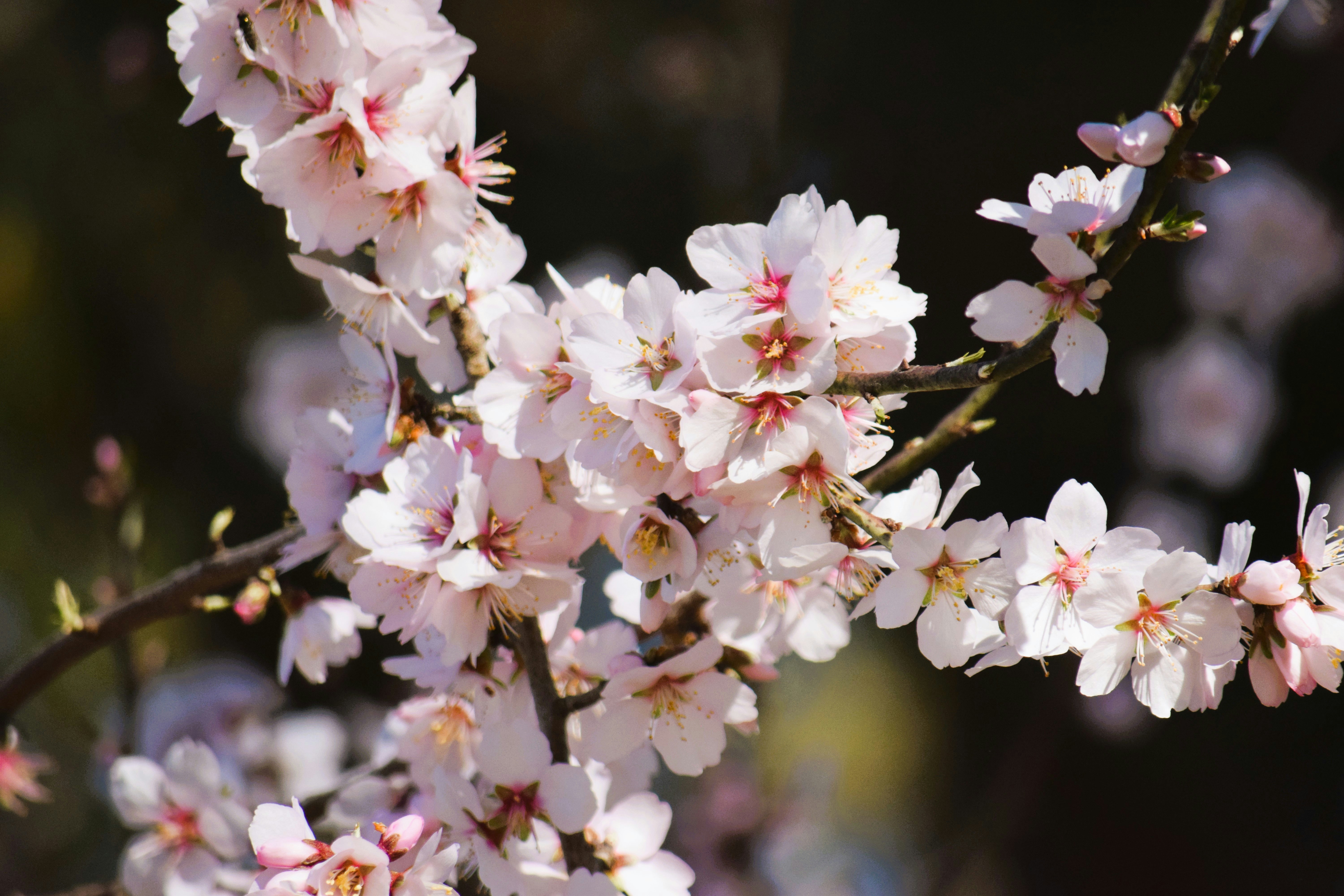 Whispers of Spring: A Bloom in Soft Focus