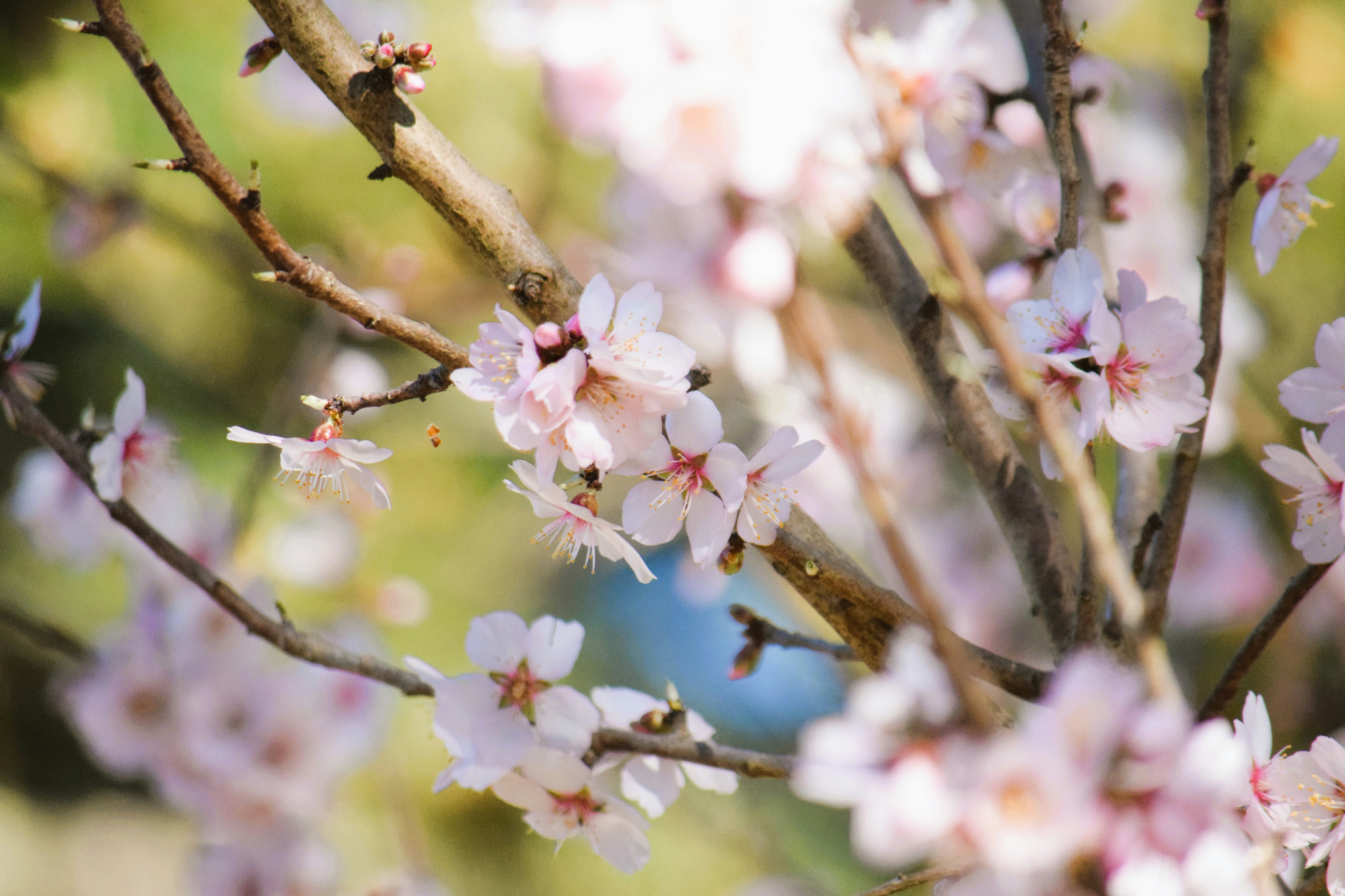 Blossoms in Focus: Soft Petals on a Spring Branch