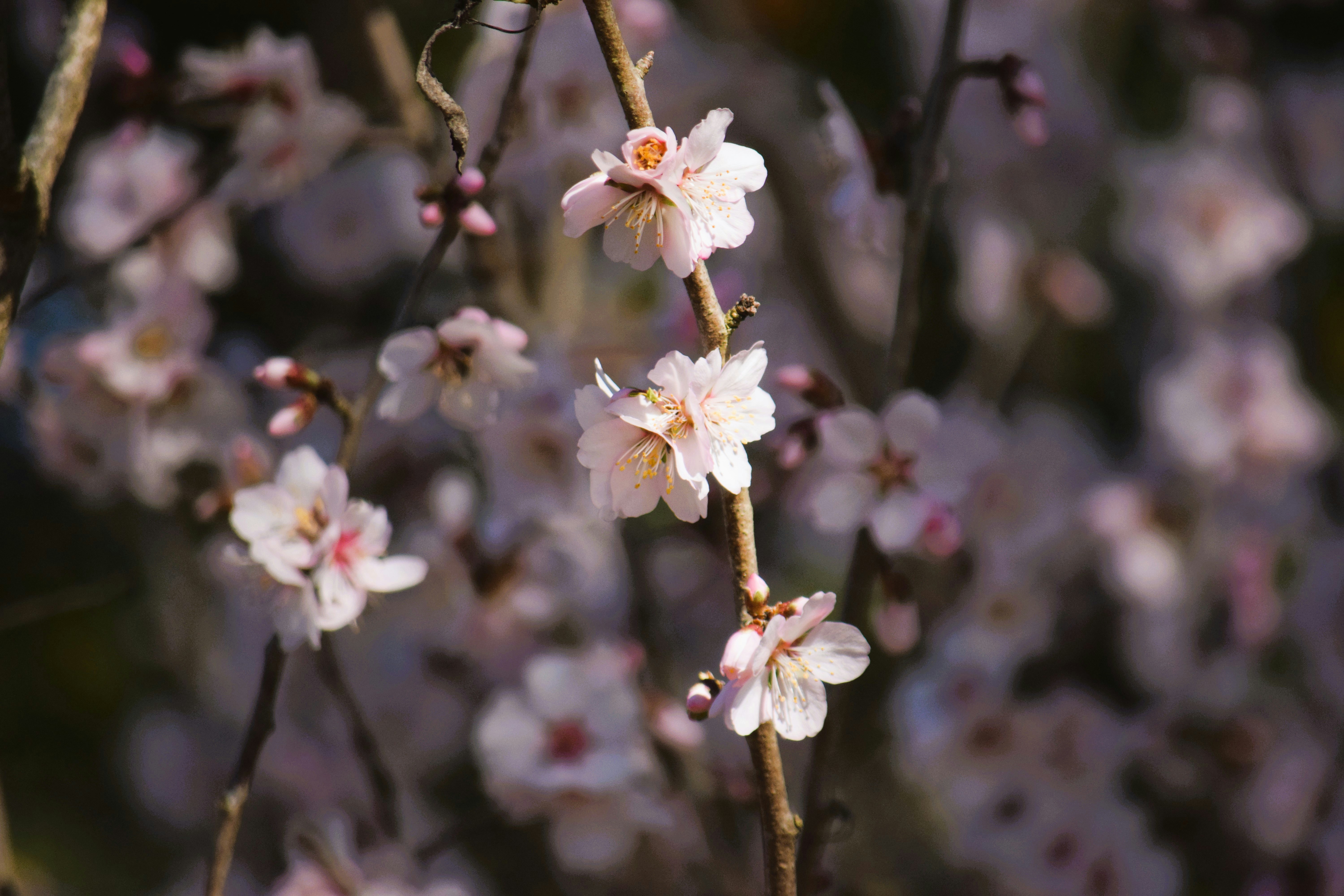 Blossoms in Focus: a delicate cascade of pale pink petals