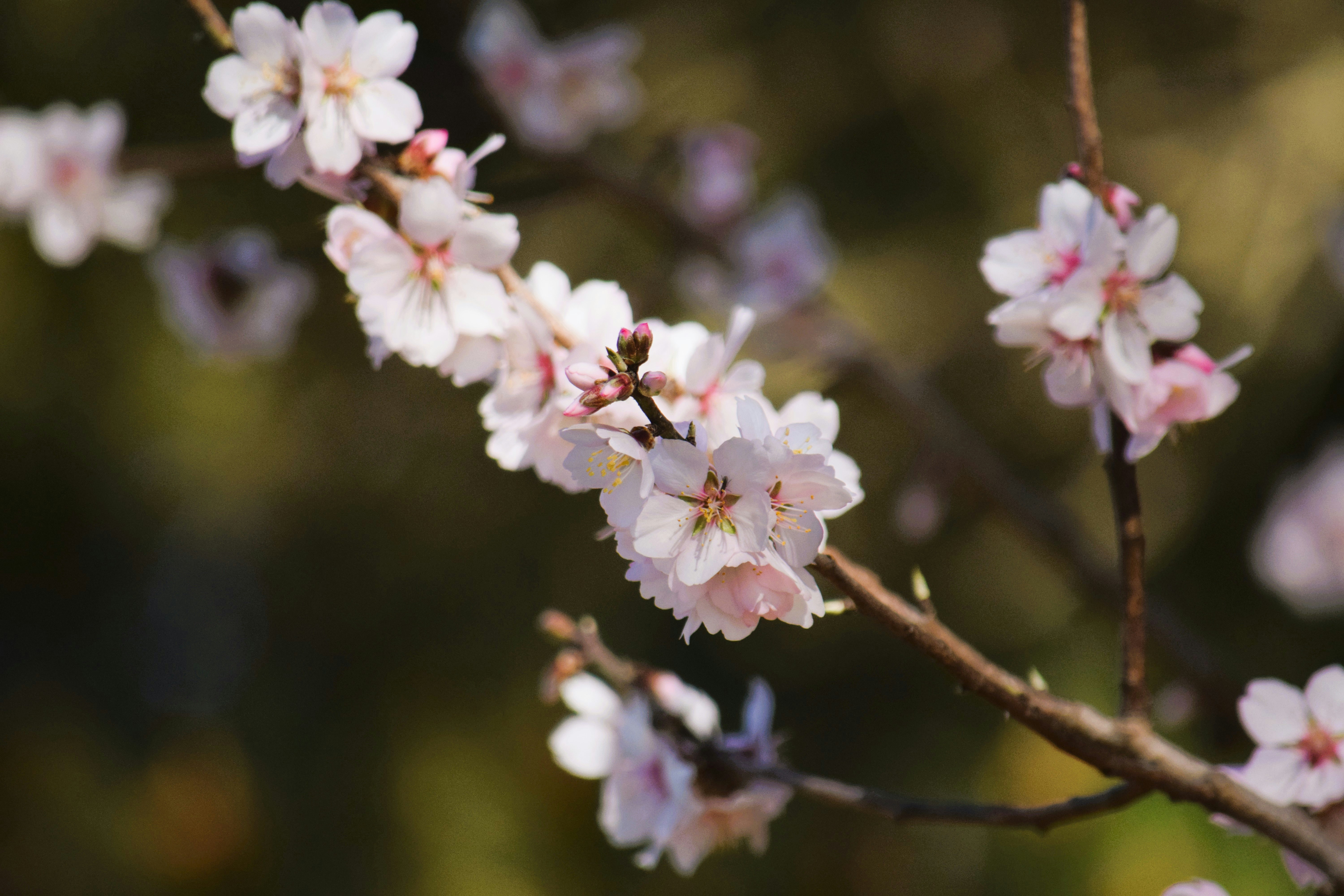 Blossoms in Focus: Soft Petal Chorus on a Spring Branch