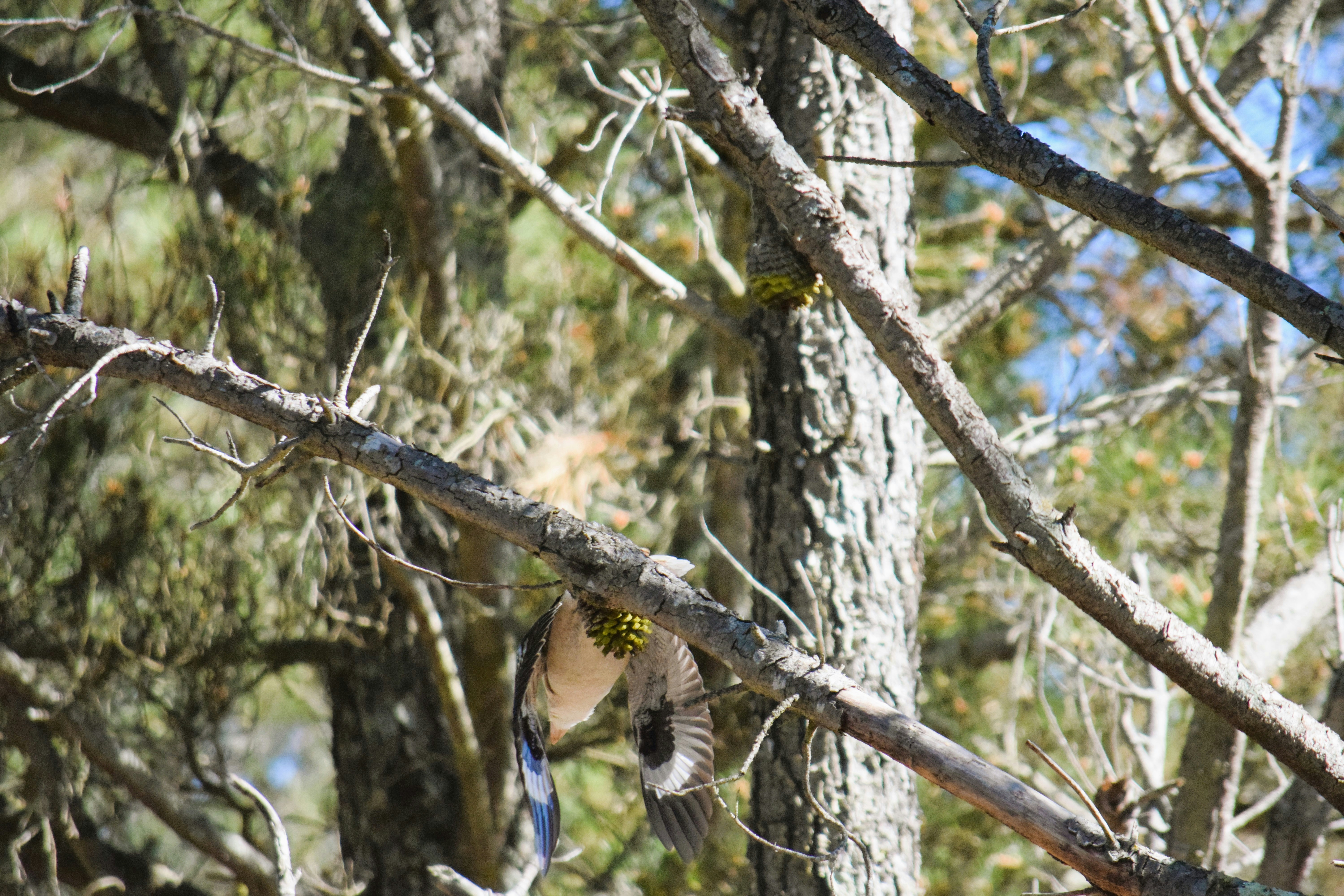 Can you spot the kookaburra making a dive to dodge the photo?