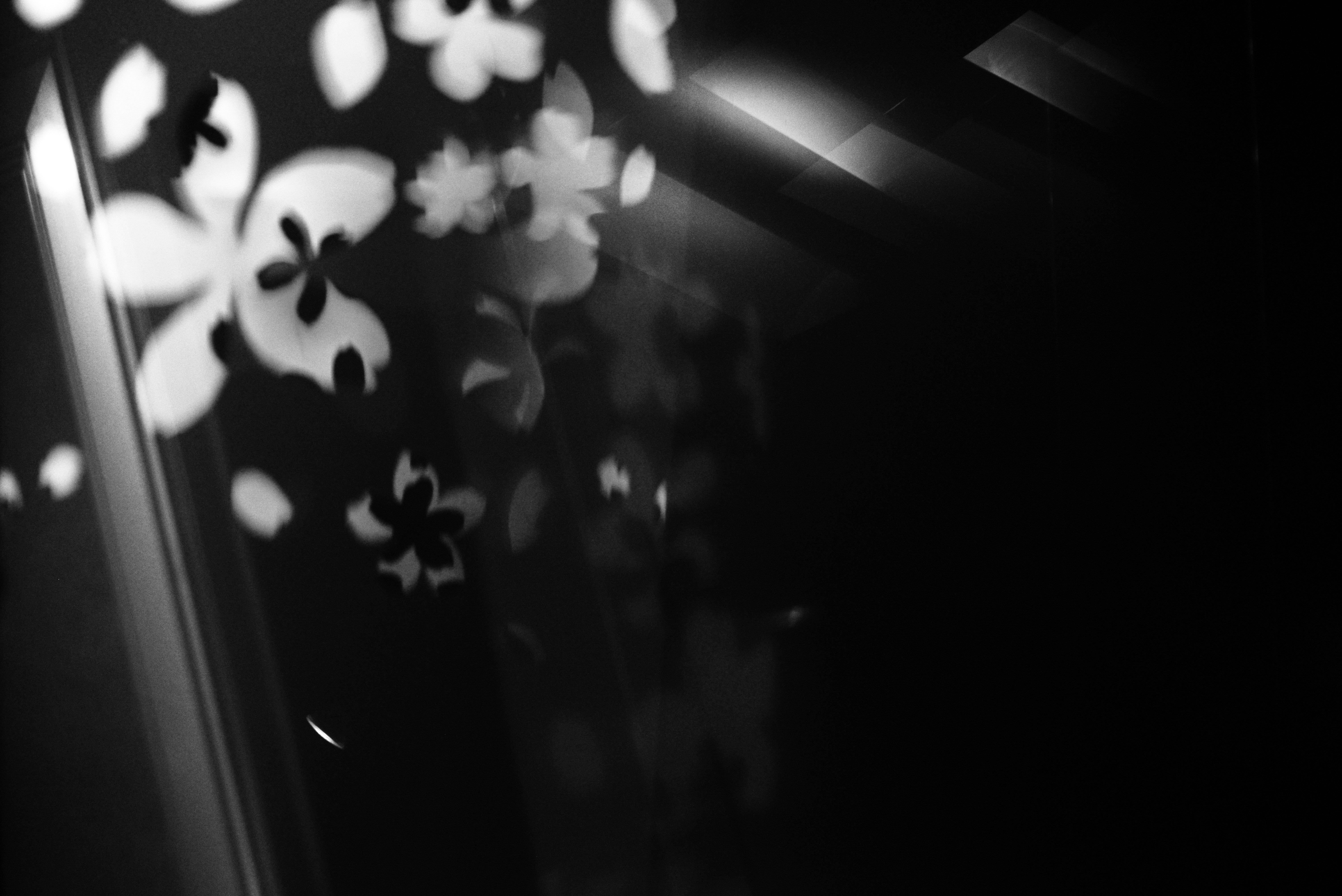 Moonlit Petals in a Dark Window