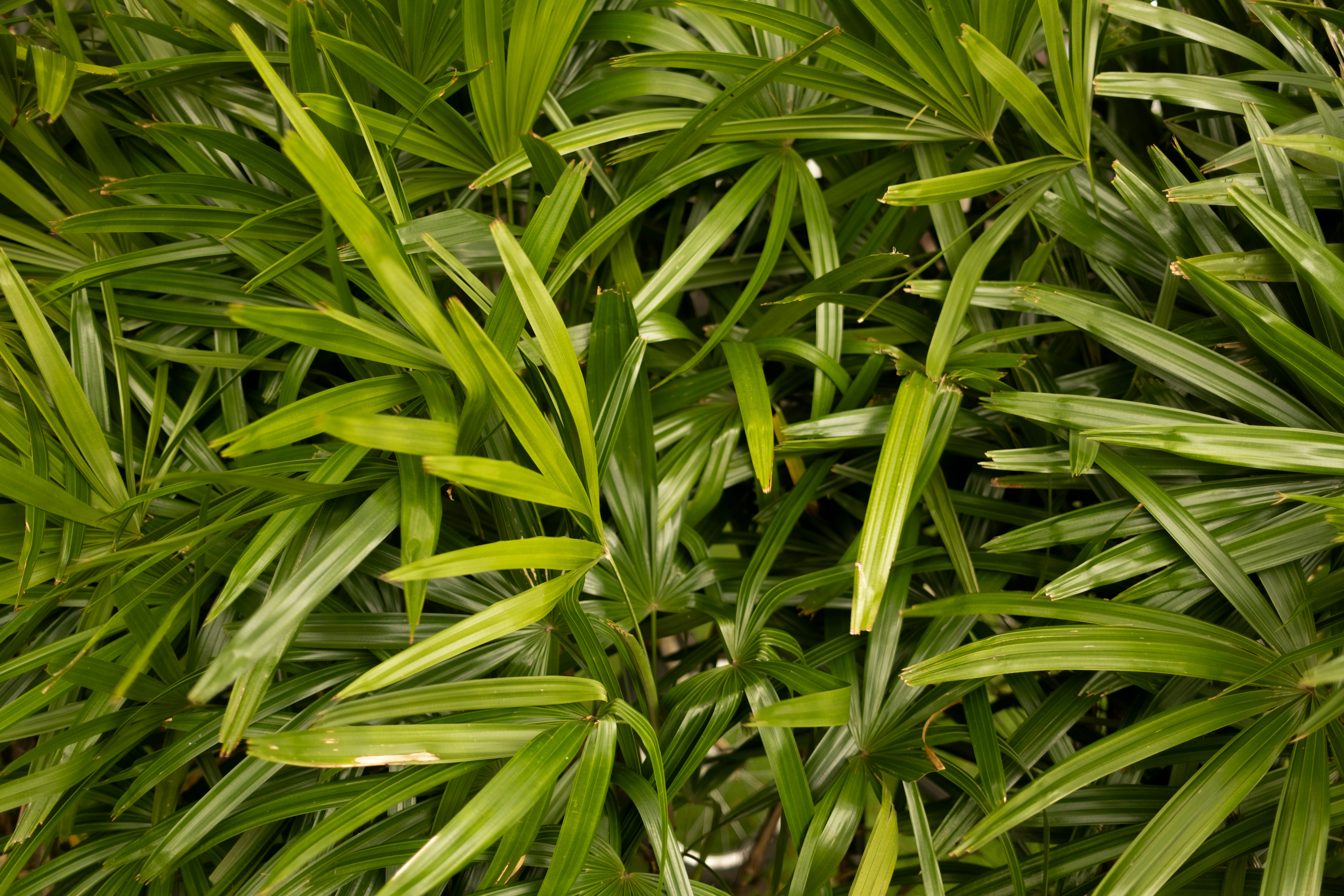 Emerald Thicket: Close-Up of Fronds in Dense Palmery