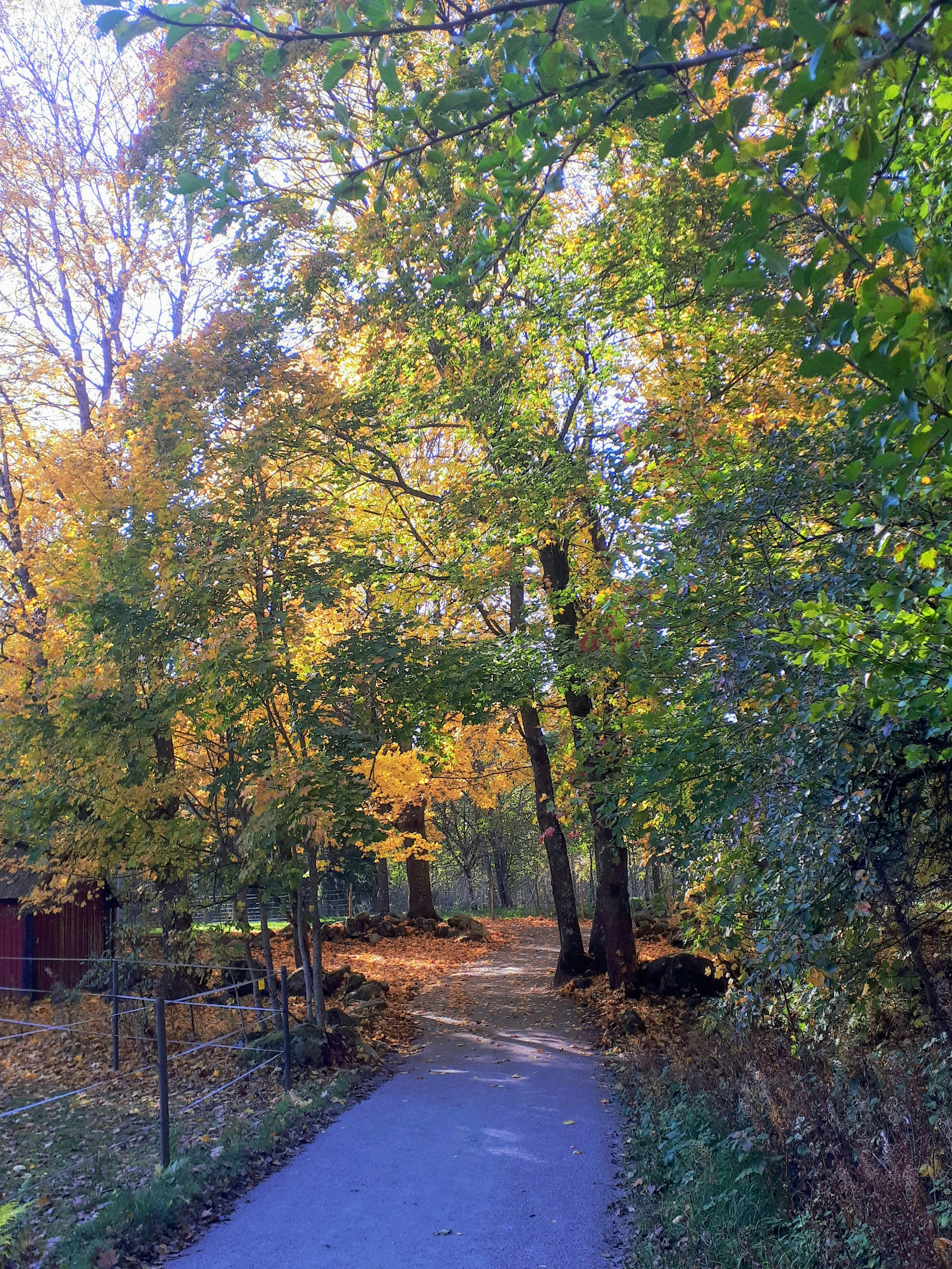 Autumn Path Through a Canopy of Quiet Golds