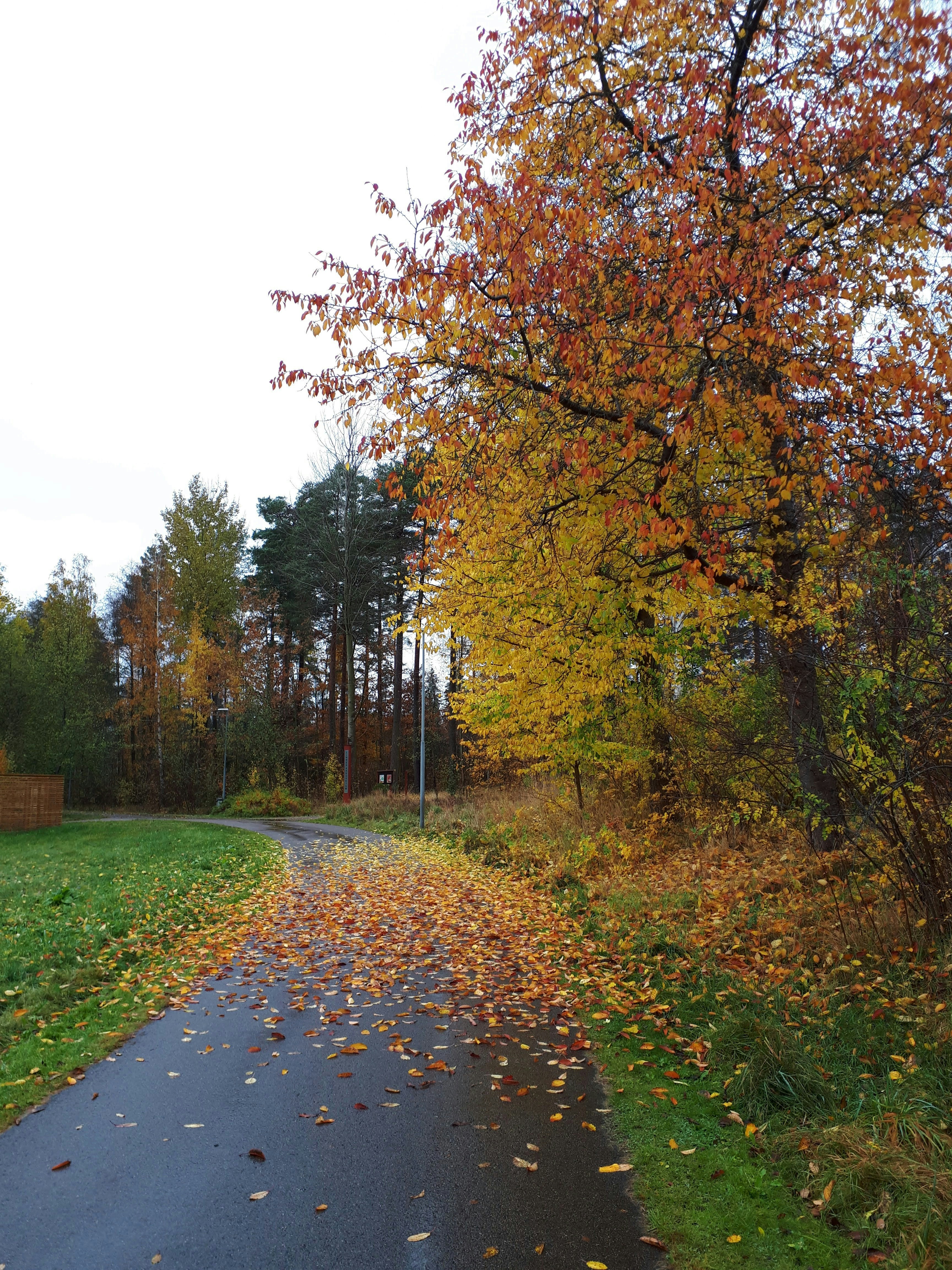 Autumnian Path: A Leaf-Littered Walk Through Sunset Colors
