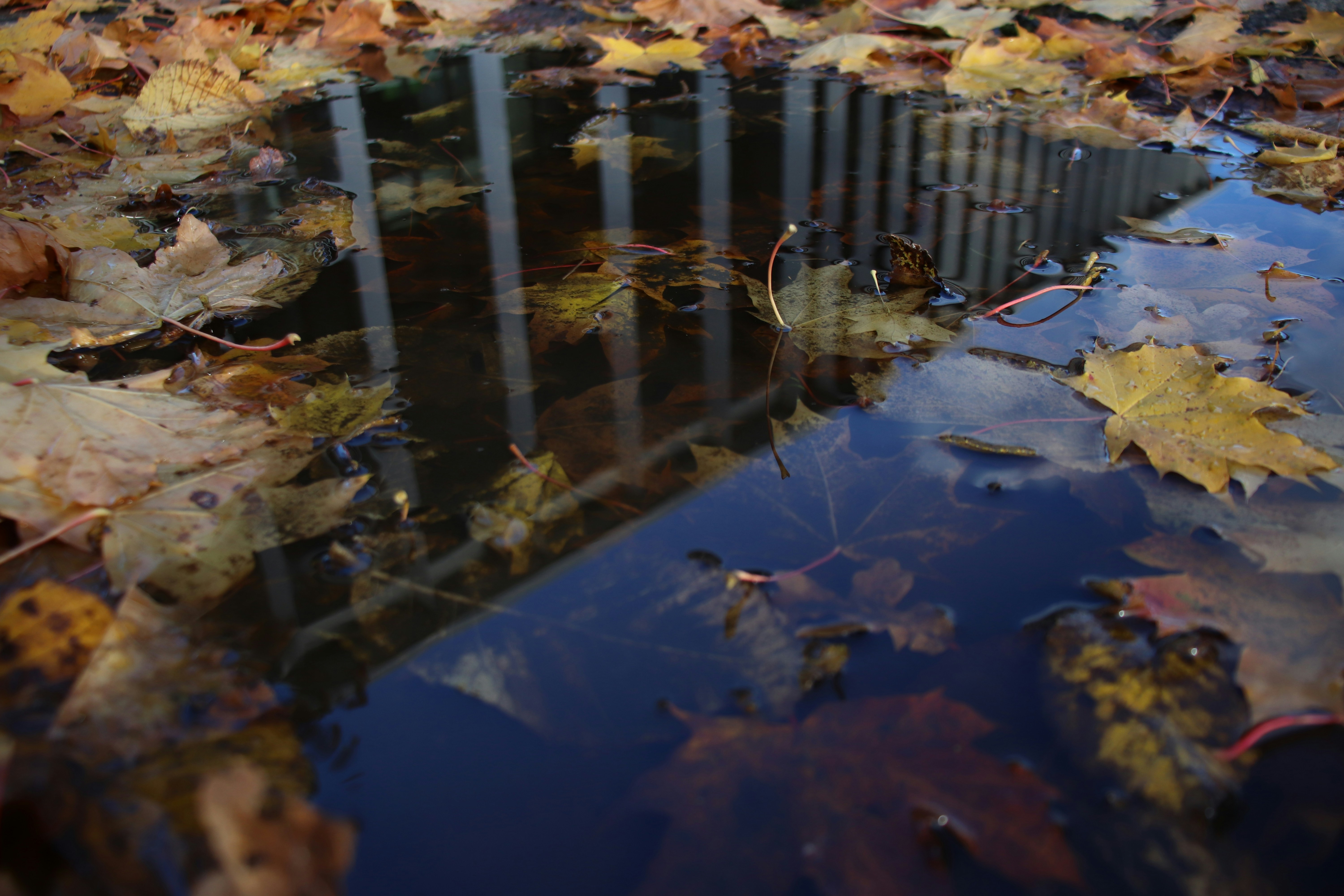 Autumn Echoes: Reflections in a Quiet Puddle