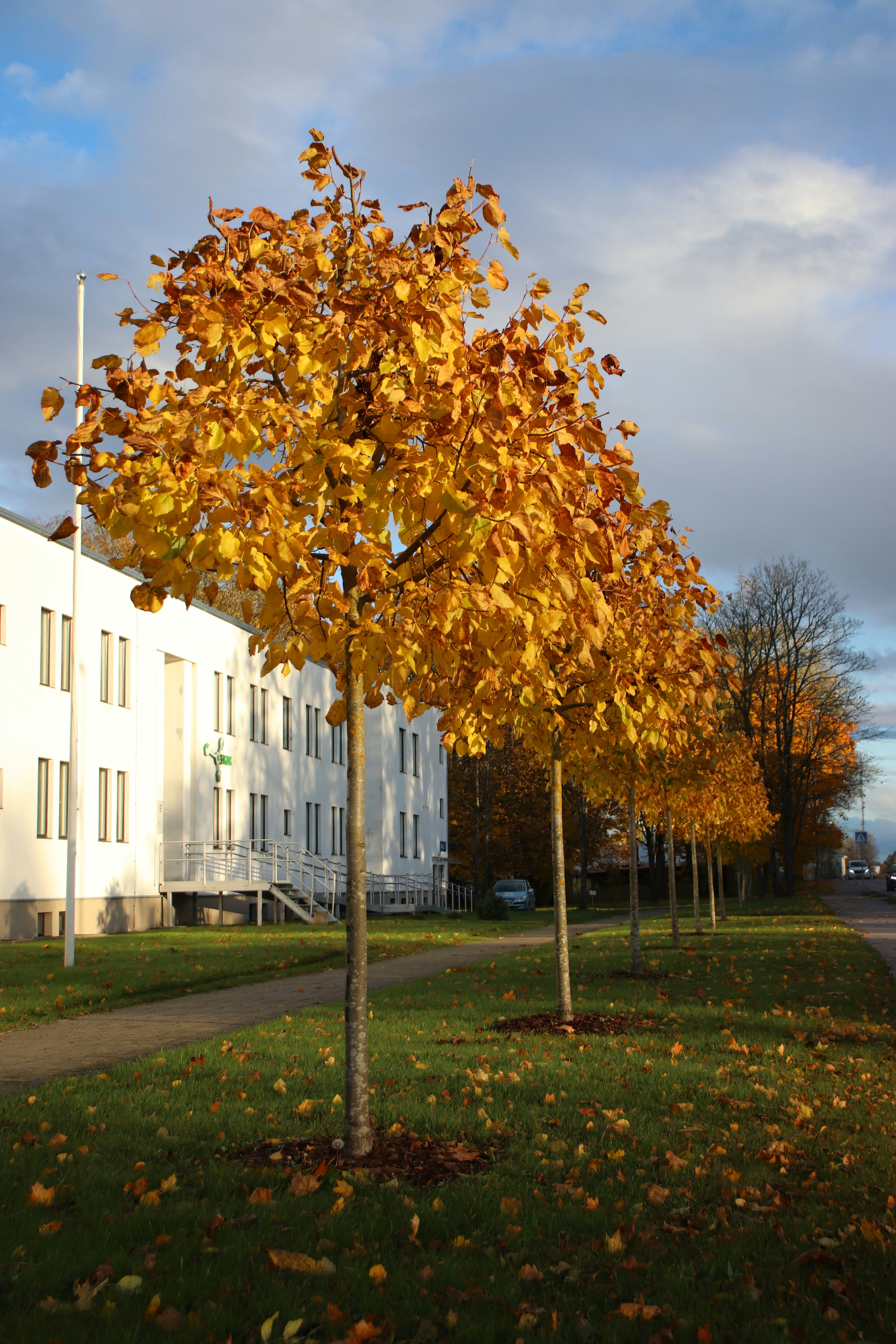 Golden Canopy in Autumn Street Corridor