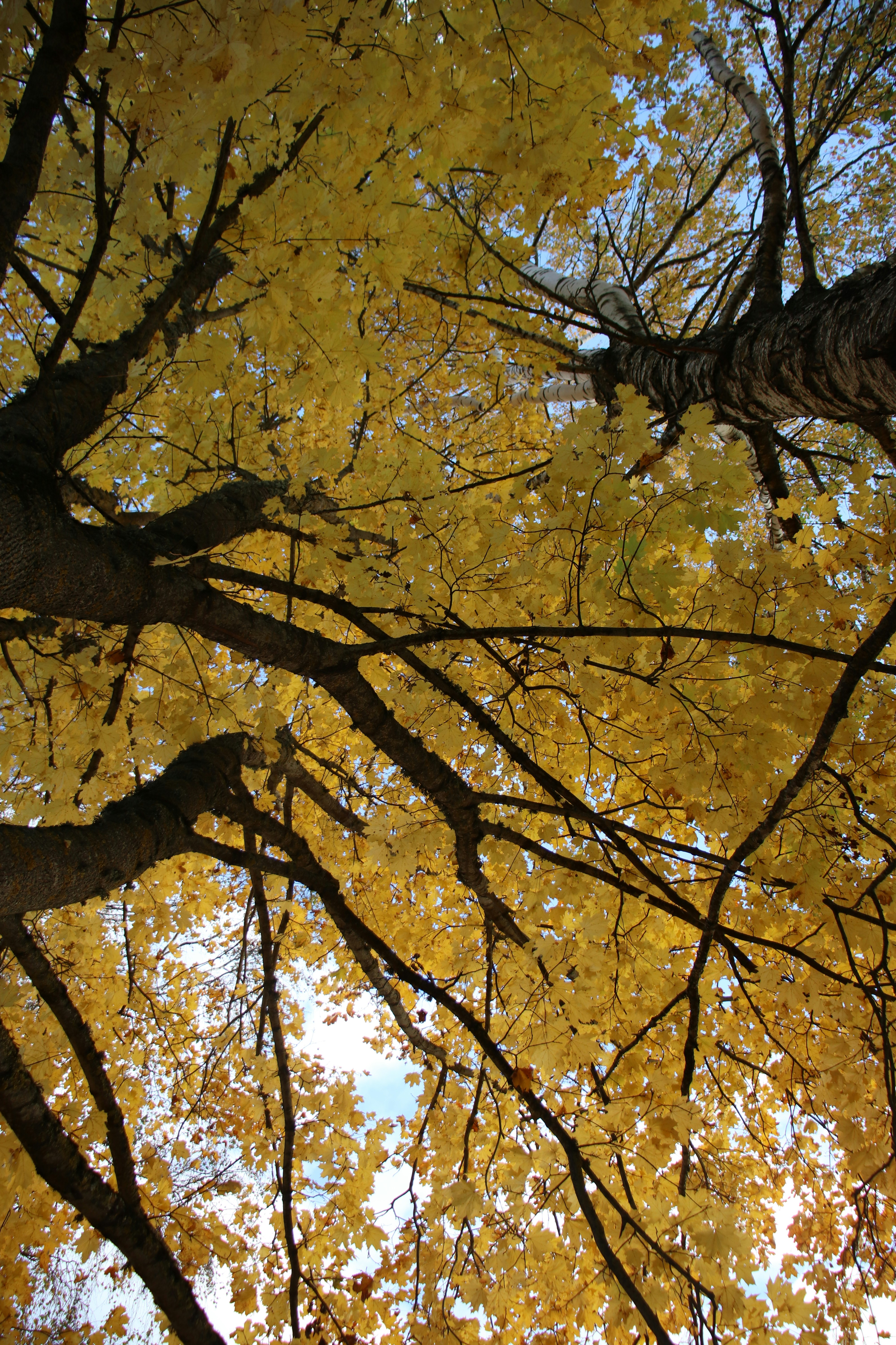Canopy Convergence: Golden Leaves Reach for Skyward Light