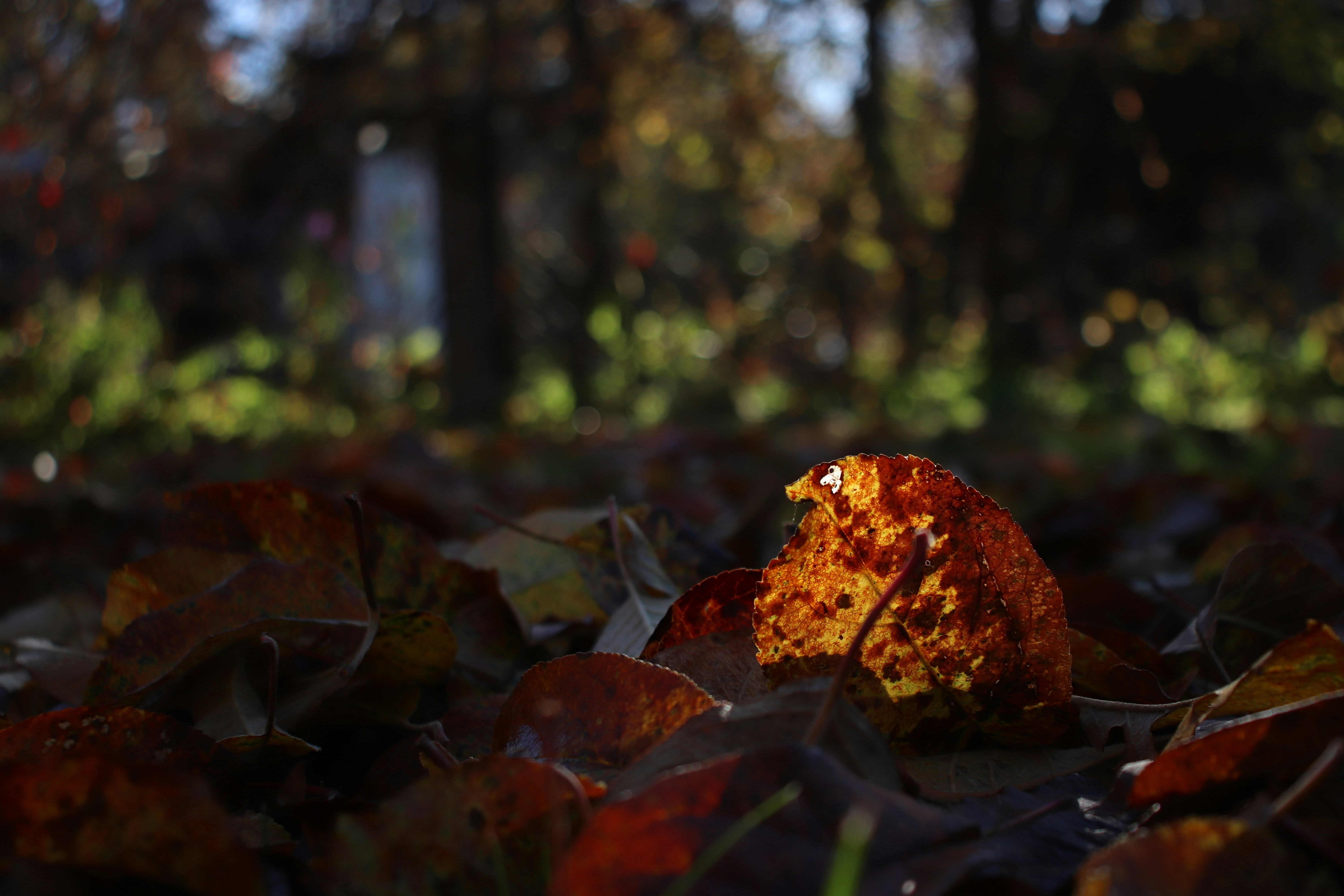 Autumn Leaf Spotlight in a Shaded Forest Floor