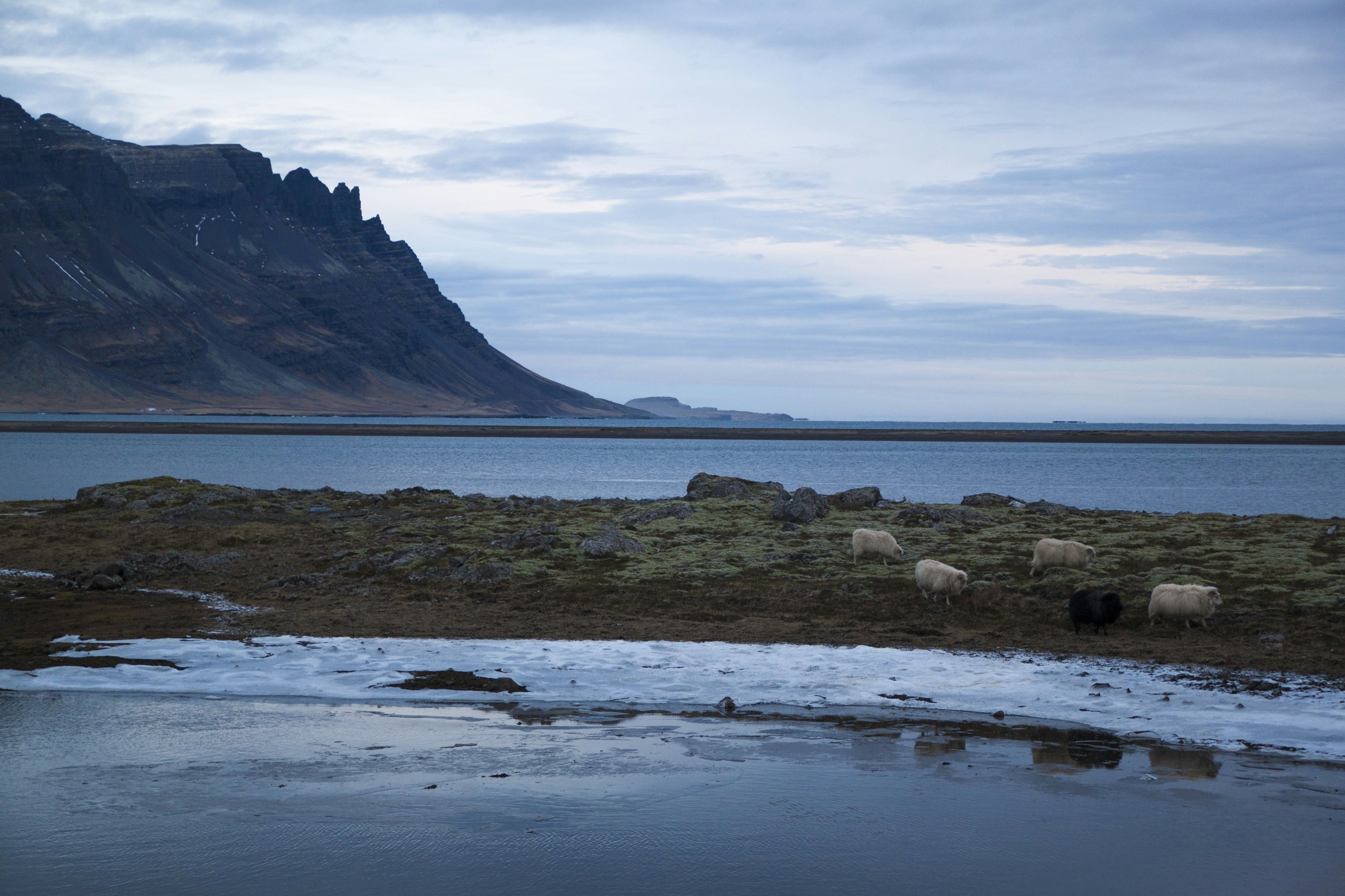 Coastal Sheep Grazing Beneath Dramatic Cliffs at Dusk