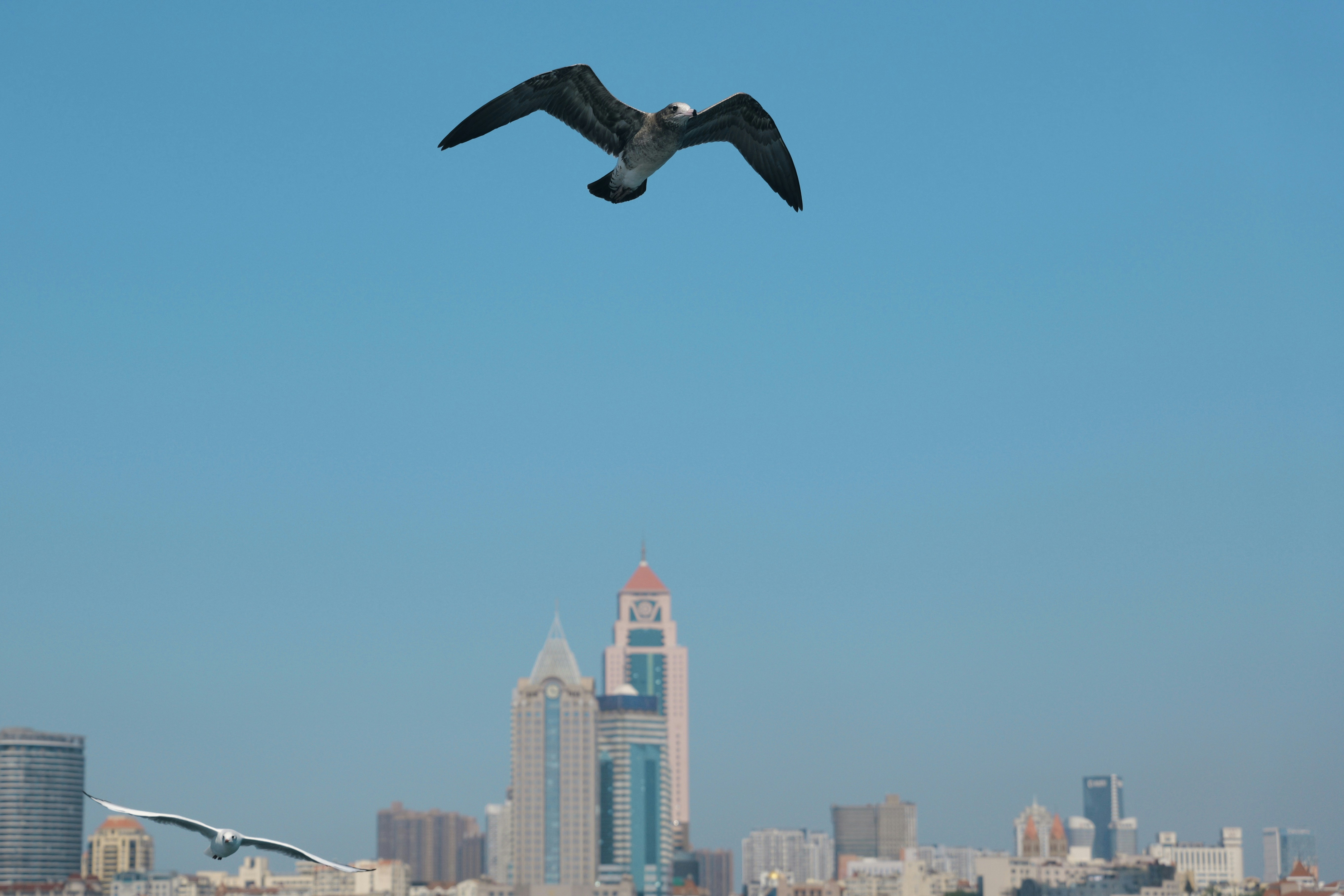 Two seagulls flying over a city skyline with tall modern buildings