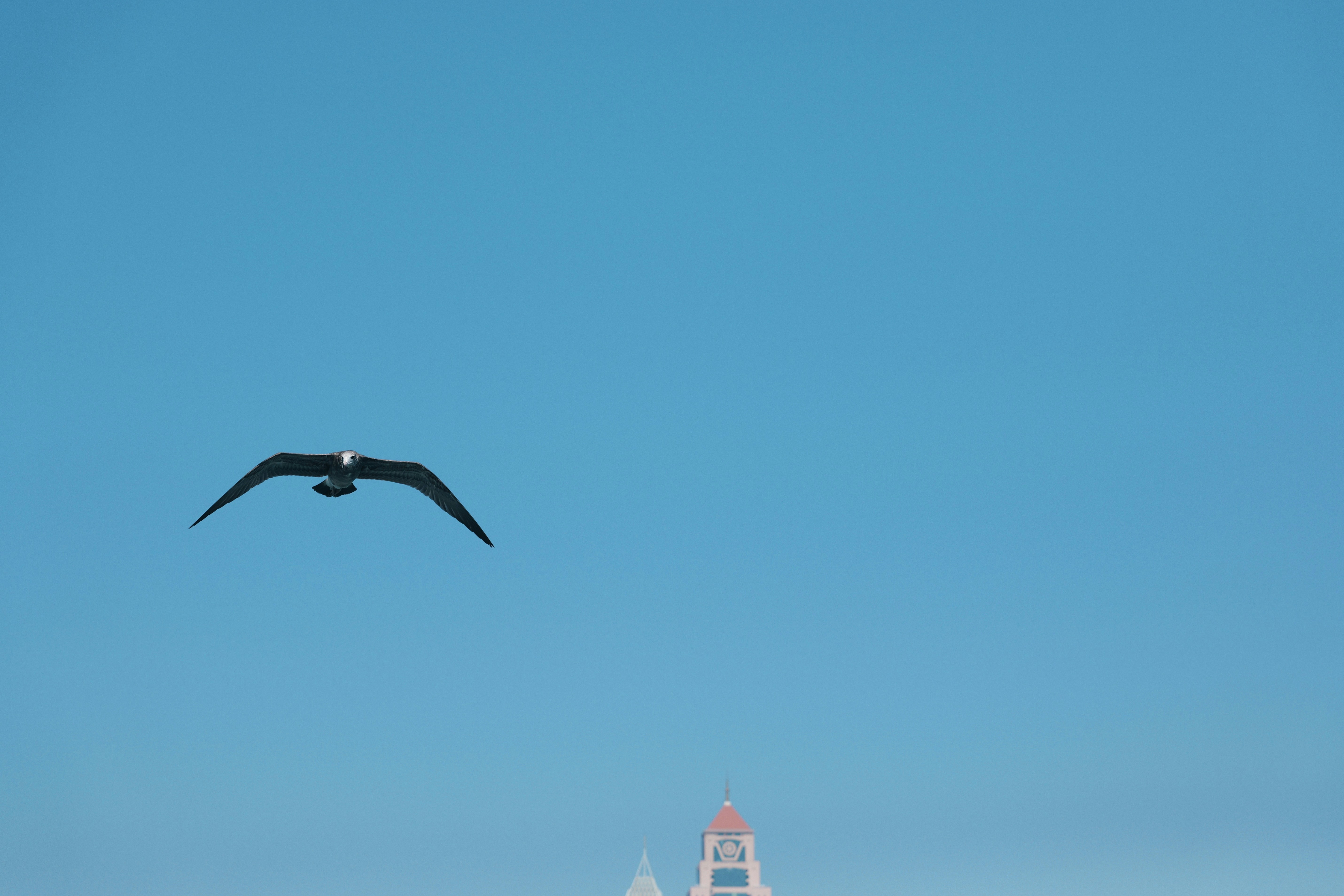 Midair silhouette: a lone seabird glides over a clear coastal sky