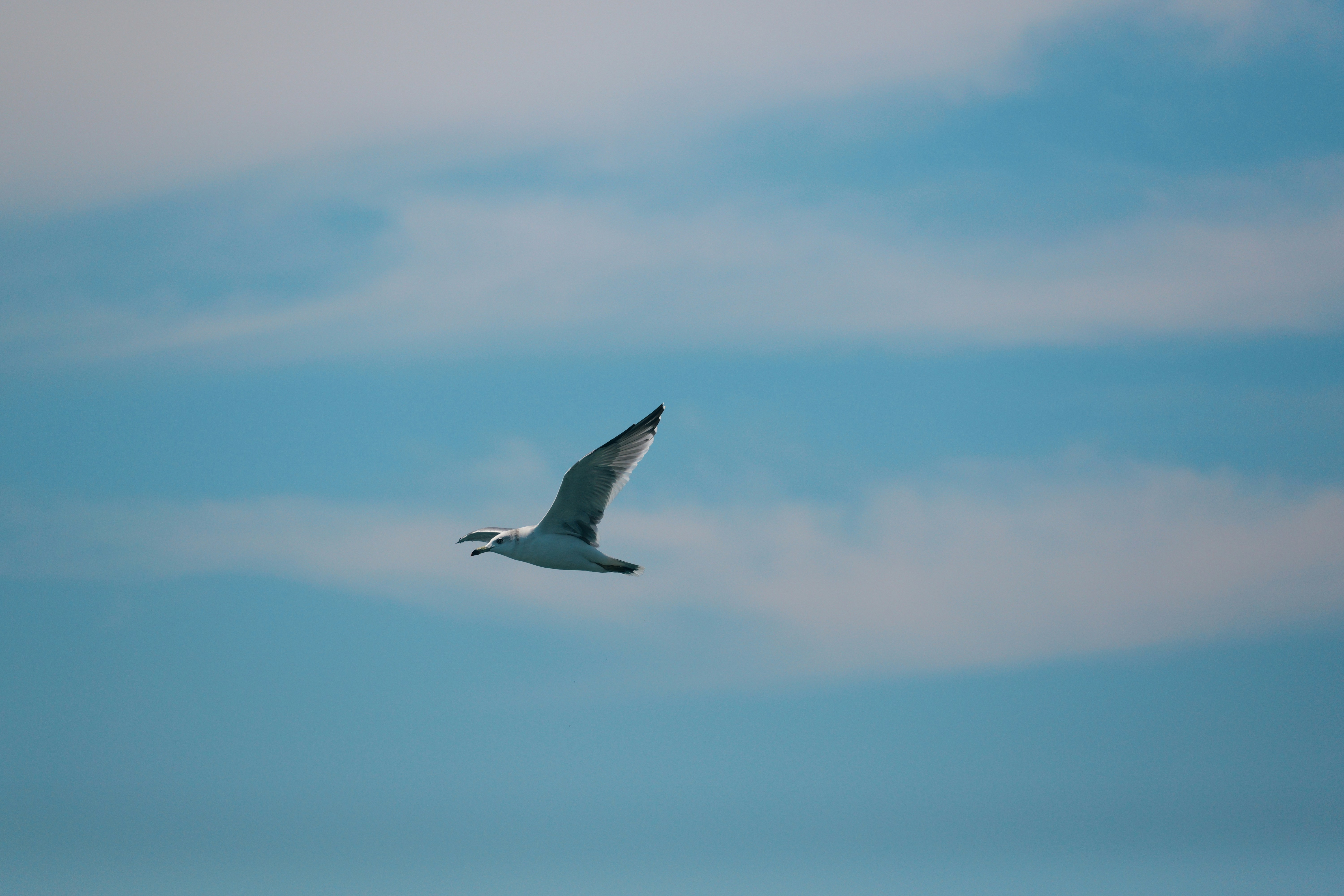 Albatross in Soft Skies: A Moment of Glide