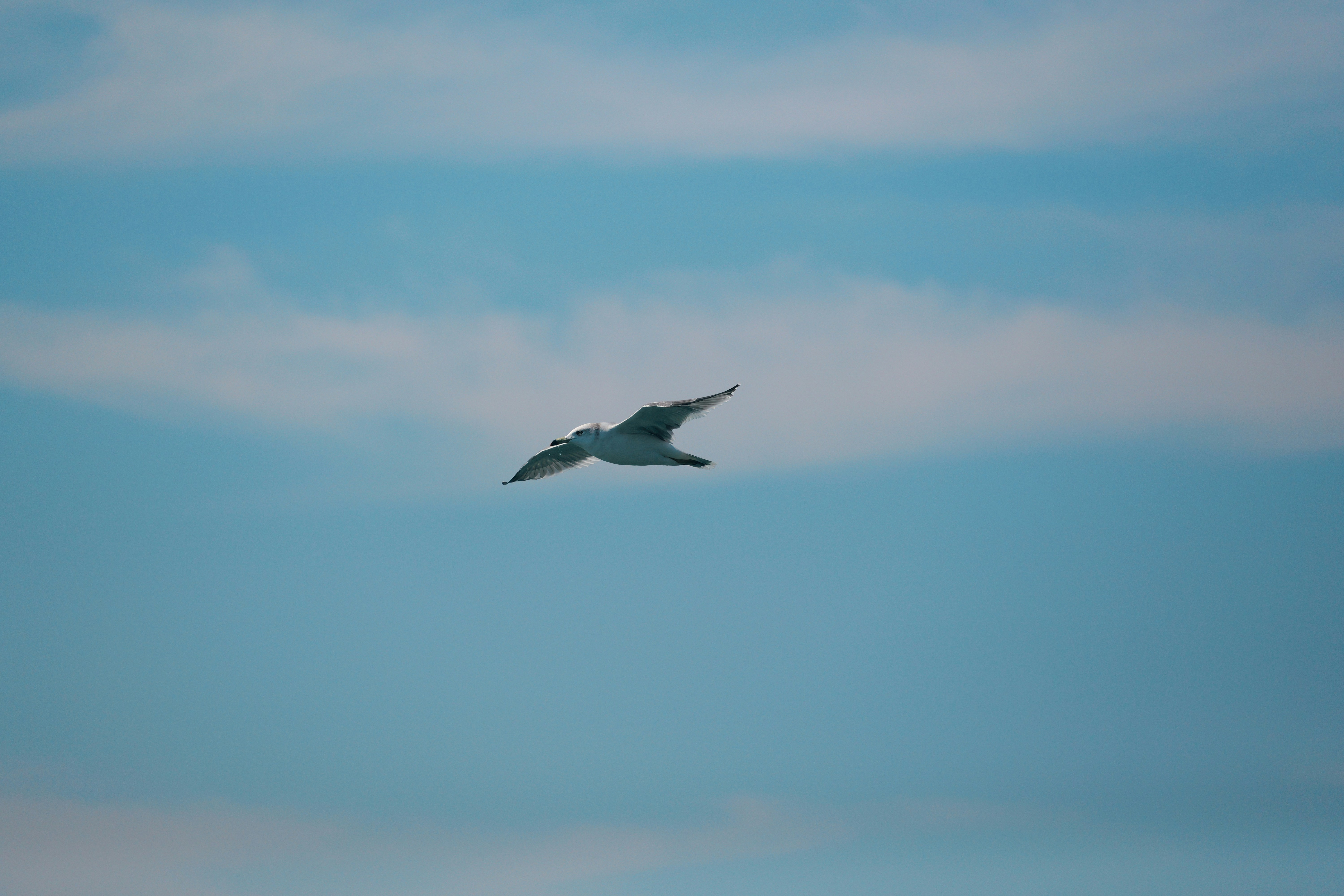 A single seagull gliding through a clear blue sky with light clouds