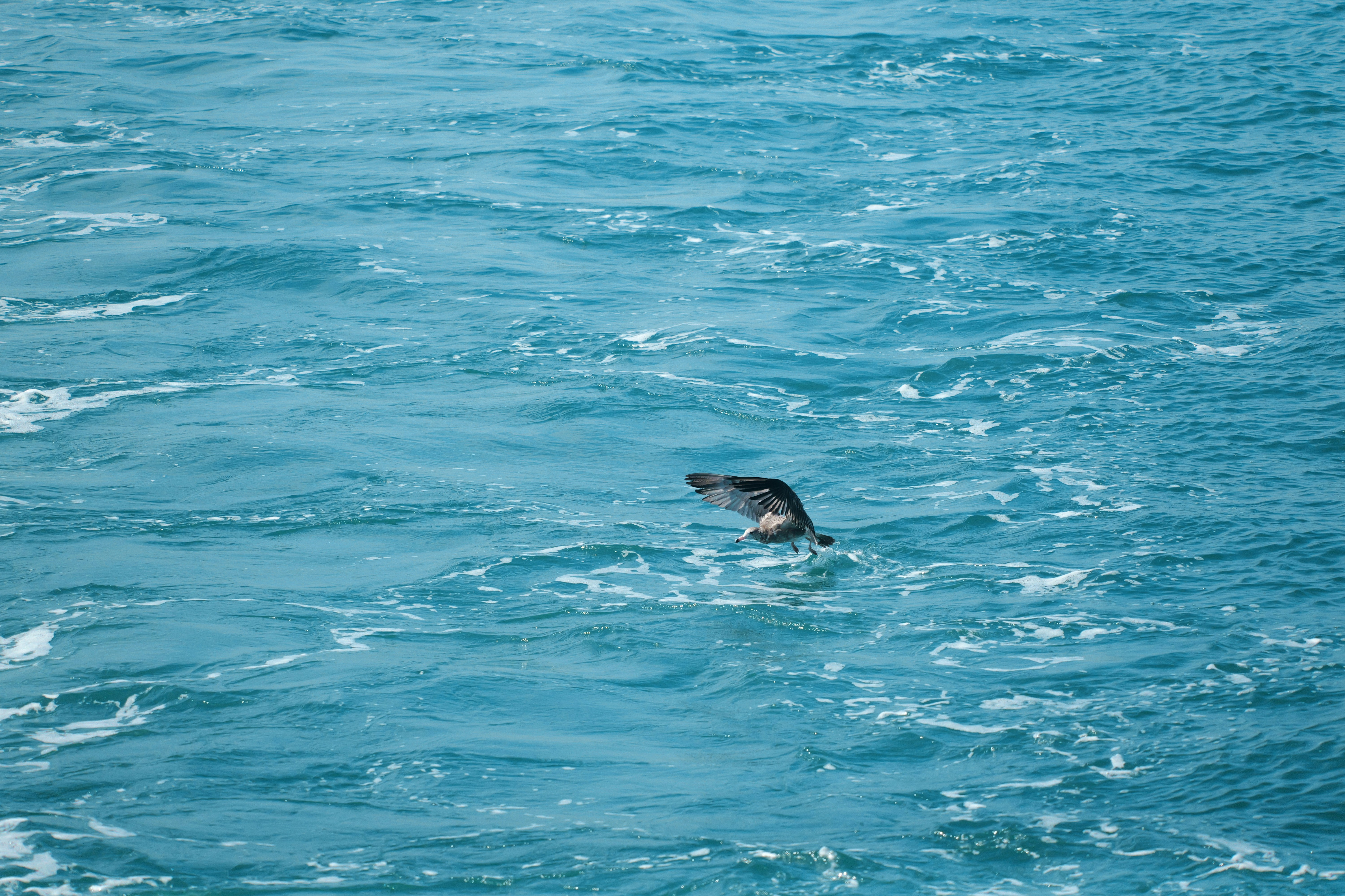Diving Bird Cut through Aegean Blue