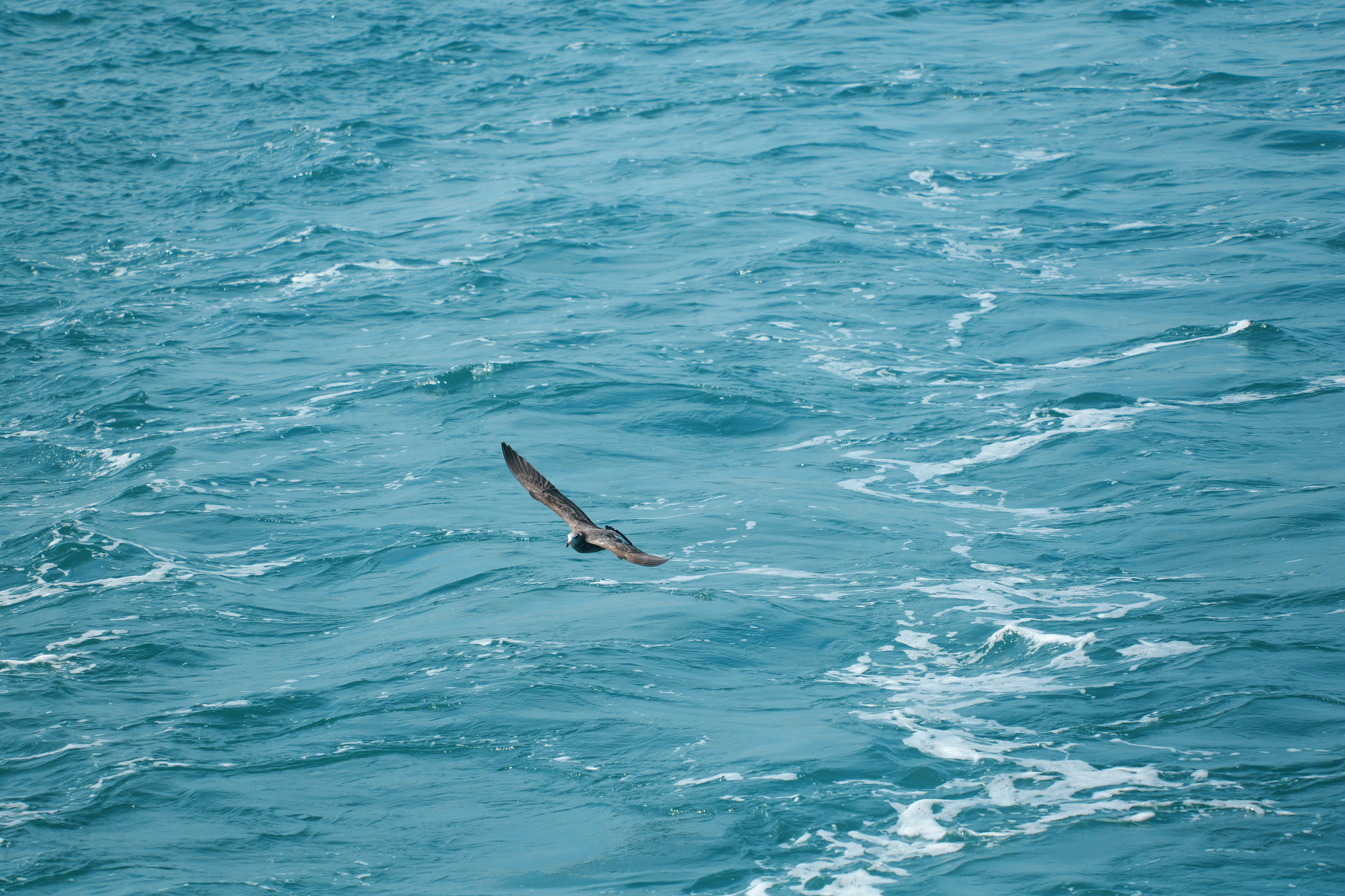 Single seabird in a teal expanse: a lone glide above rolling waves