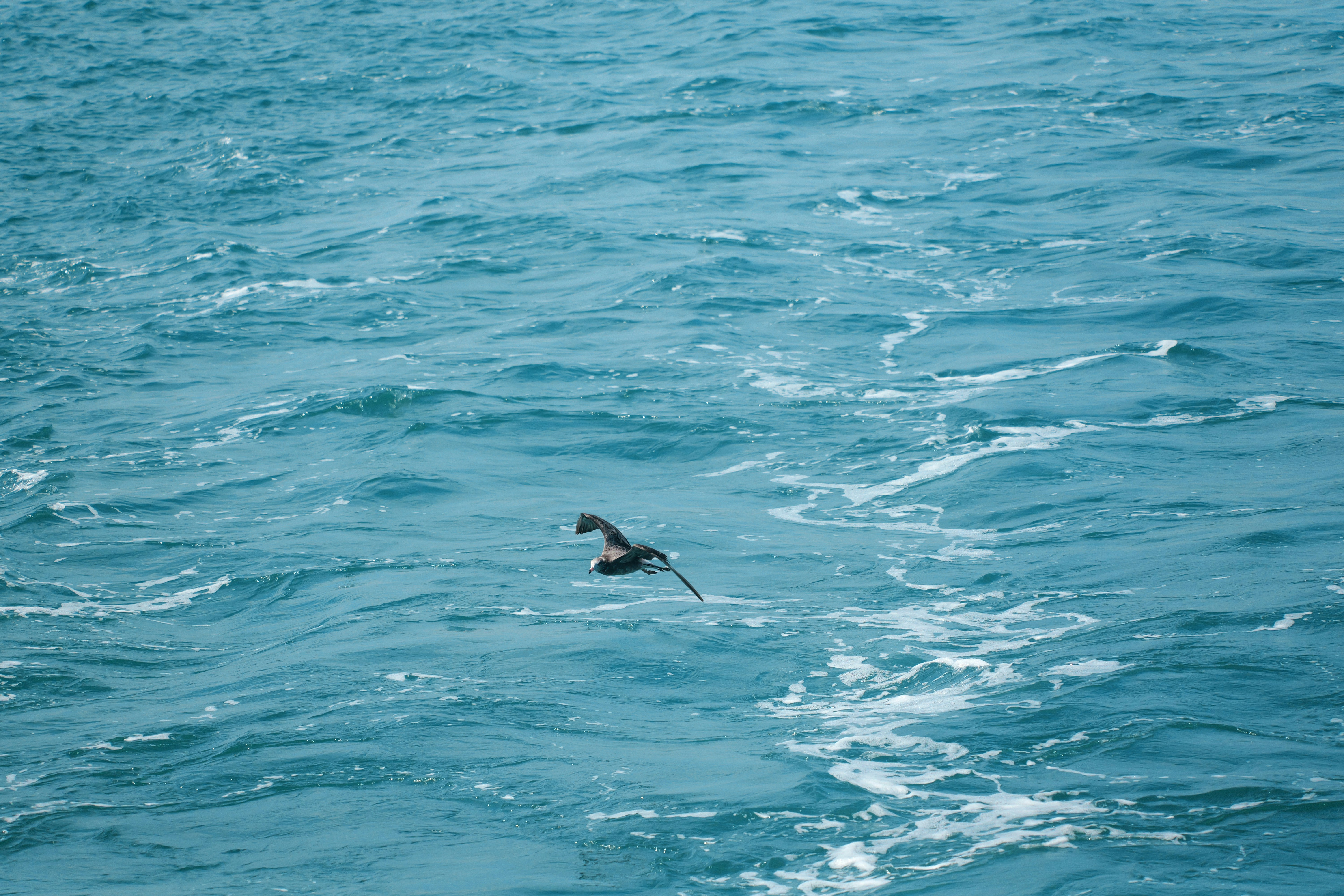 Dusky seabird in mid-ocean lift