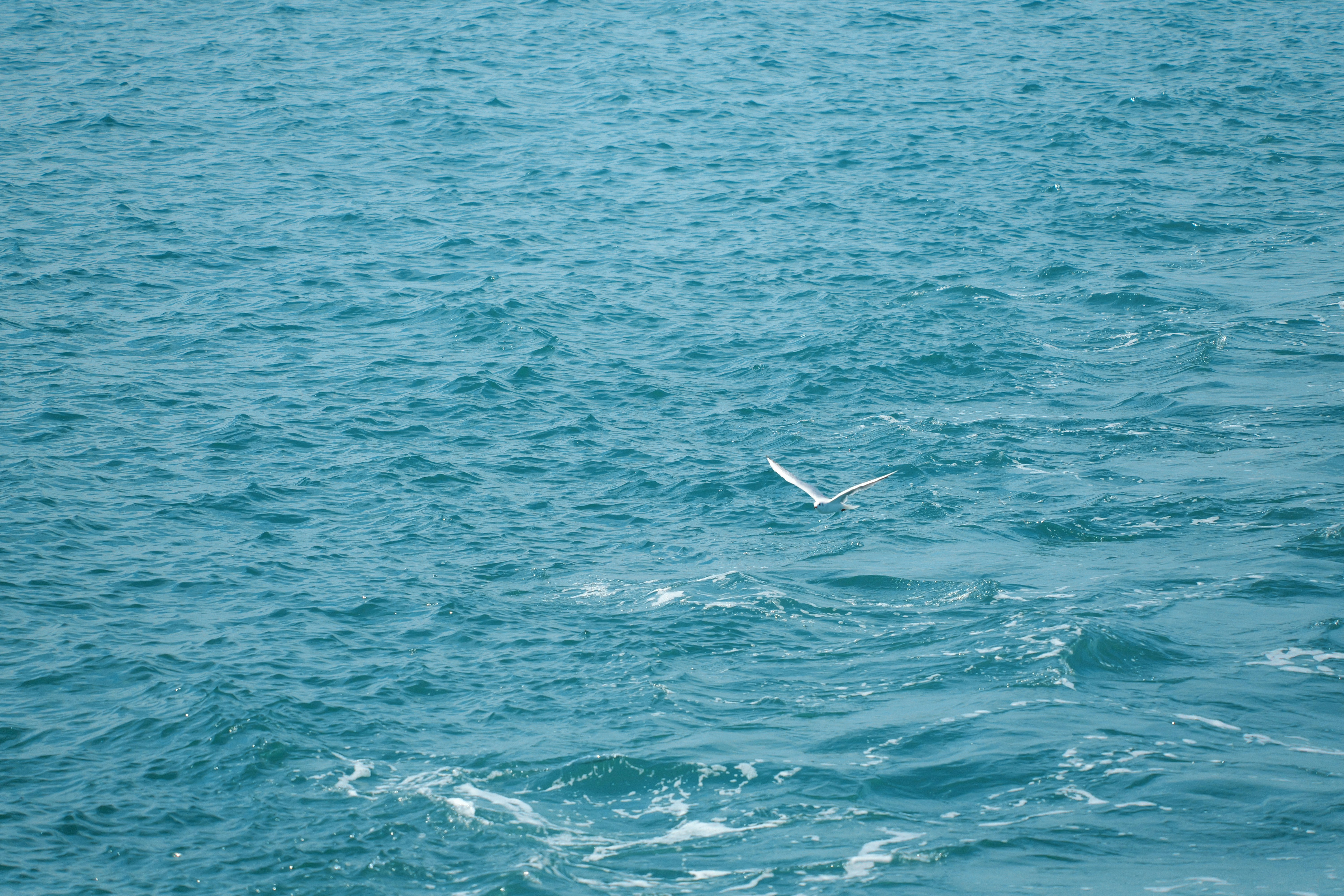 A white seabird flying low over deep blue rippling ocean water