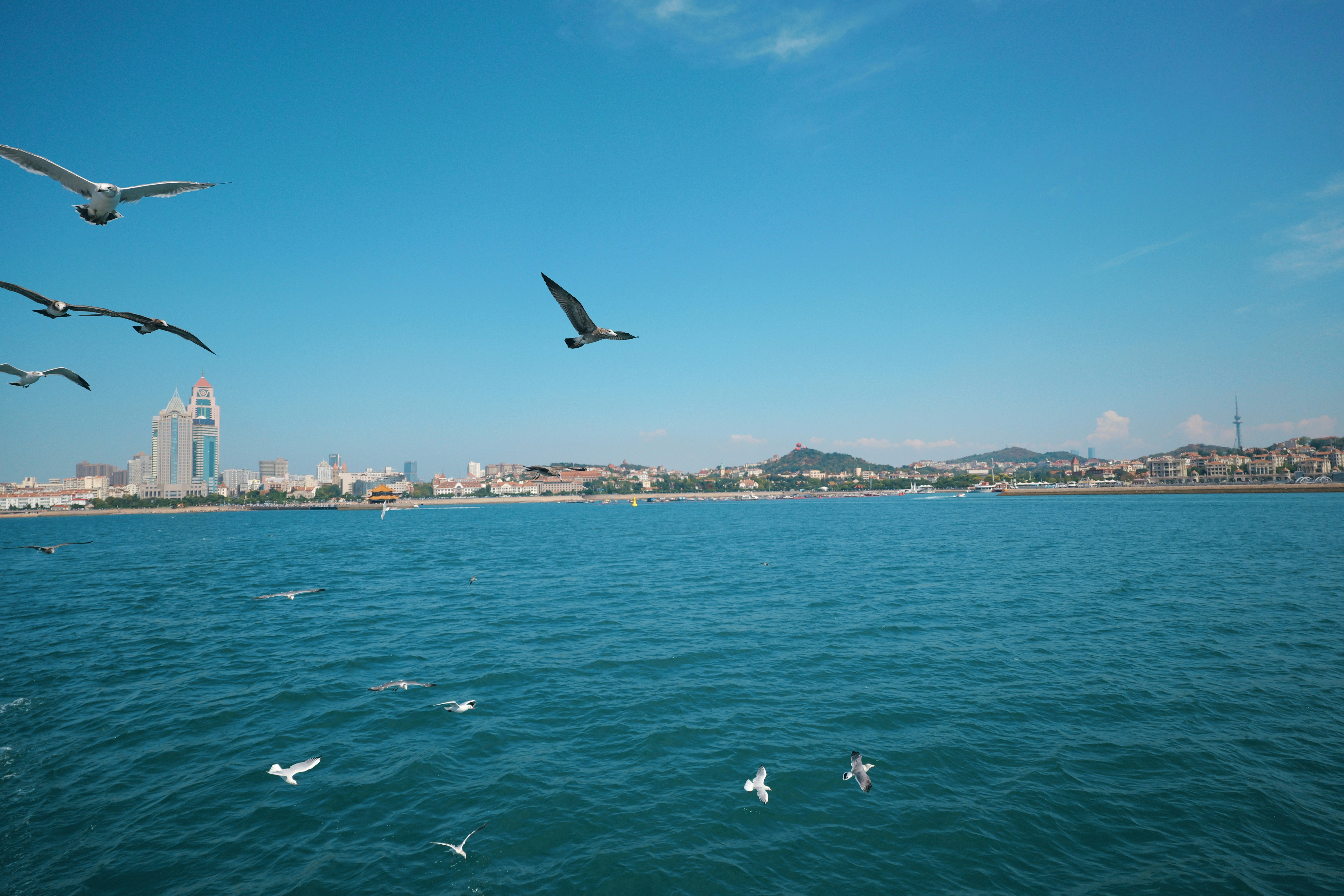 Gulls over a sunlit city harbor