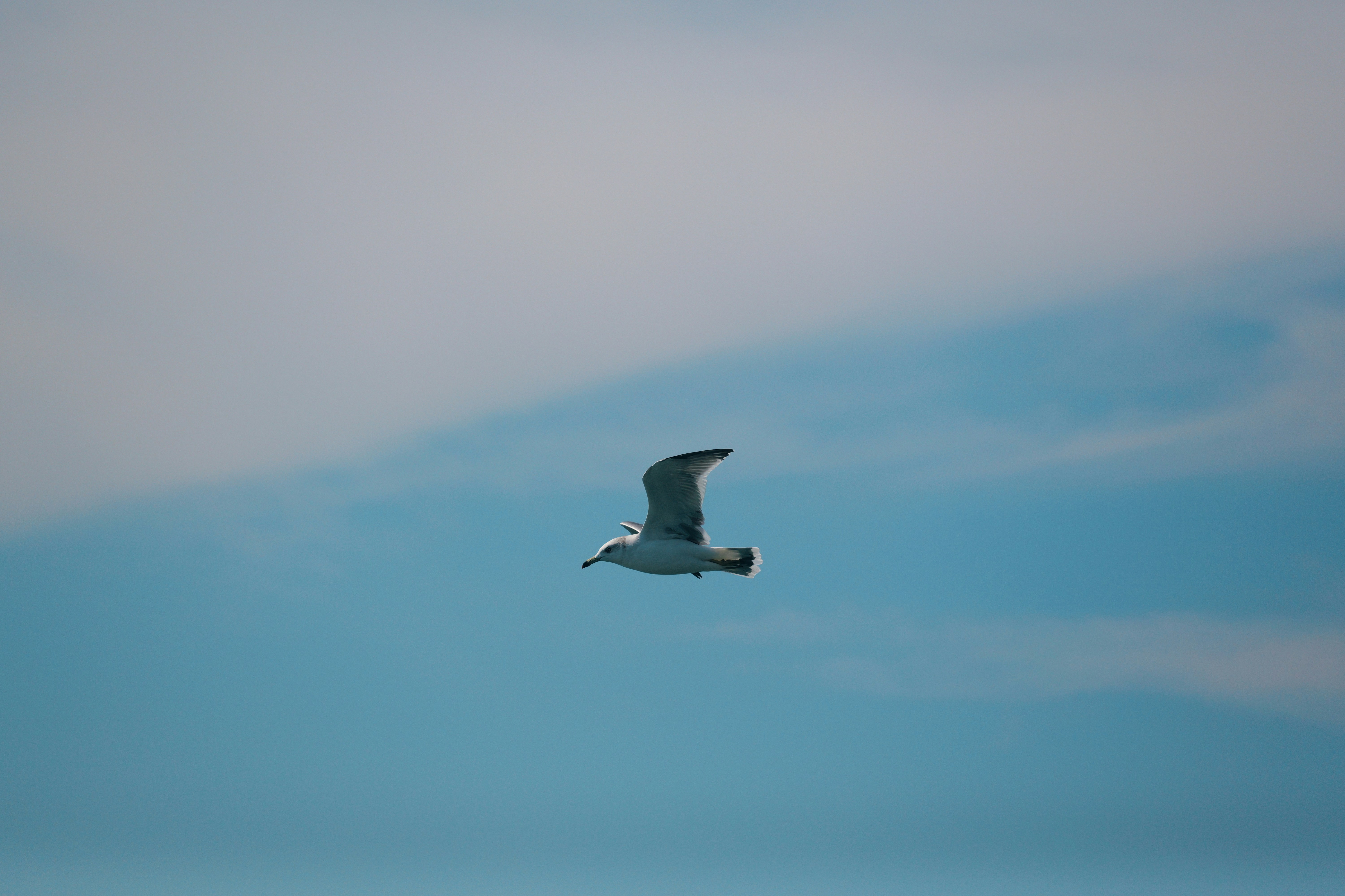 A lone seagull cuts across a pale-blue sky