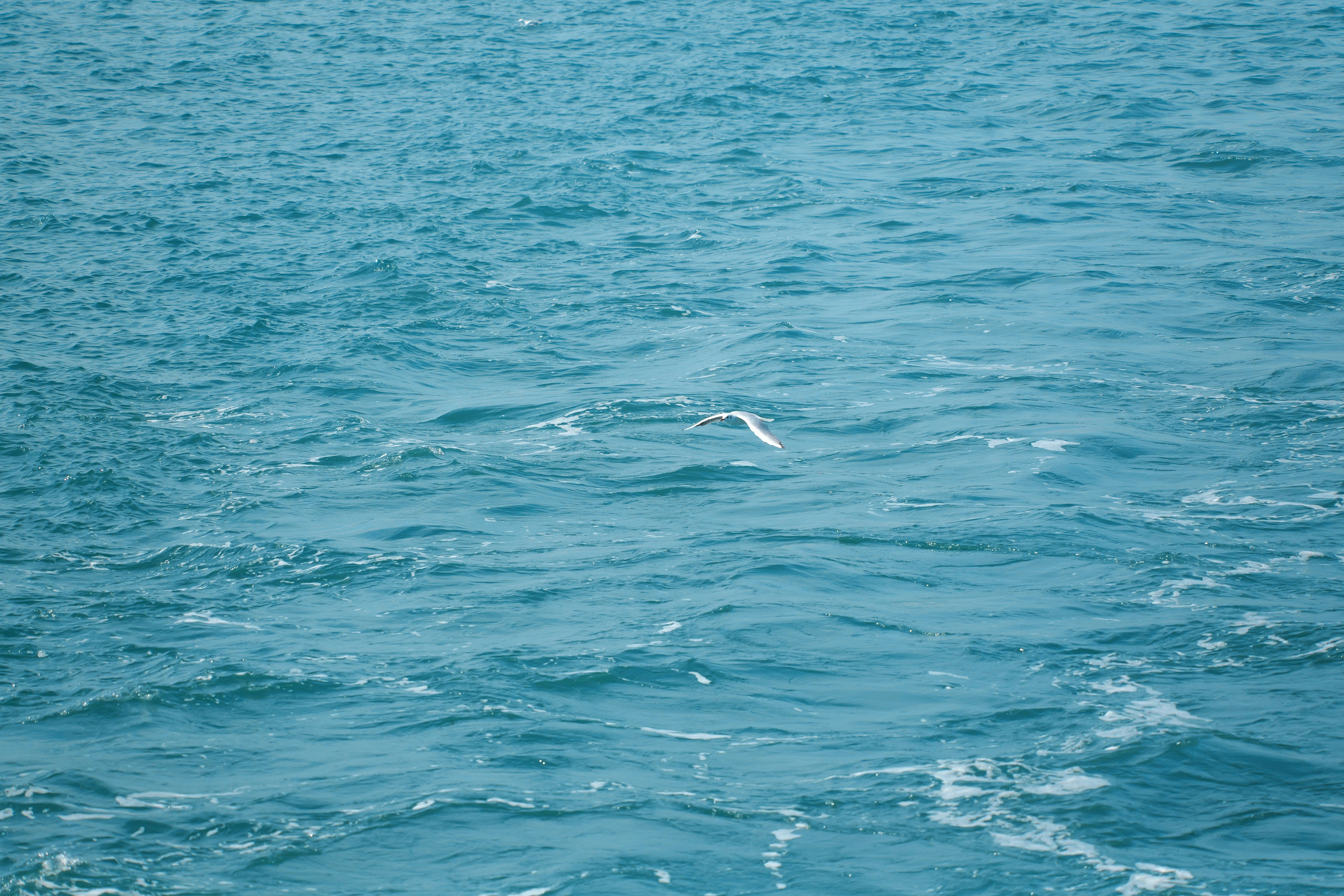 White Gull over Turquoise Haze