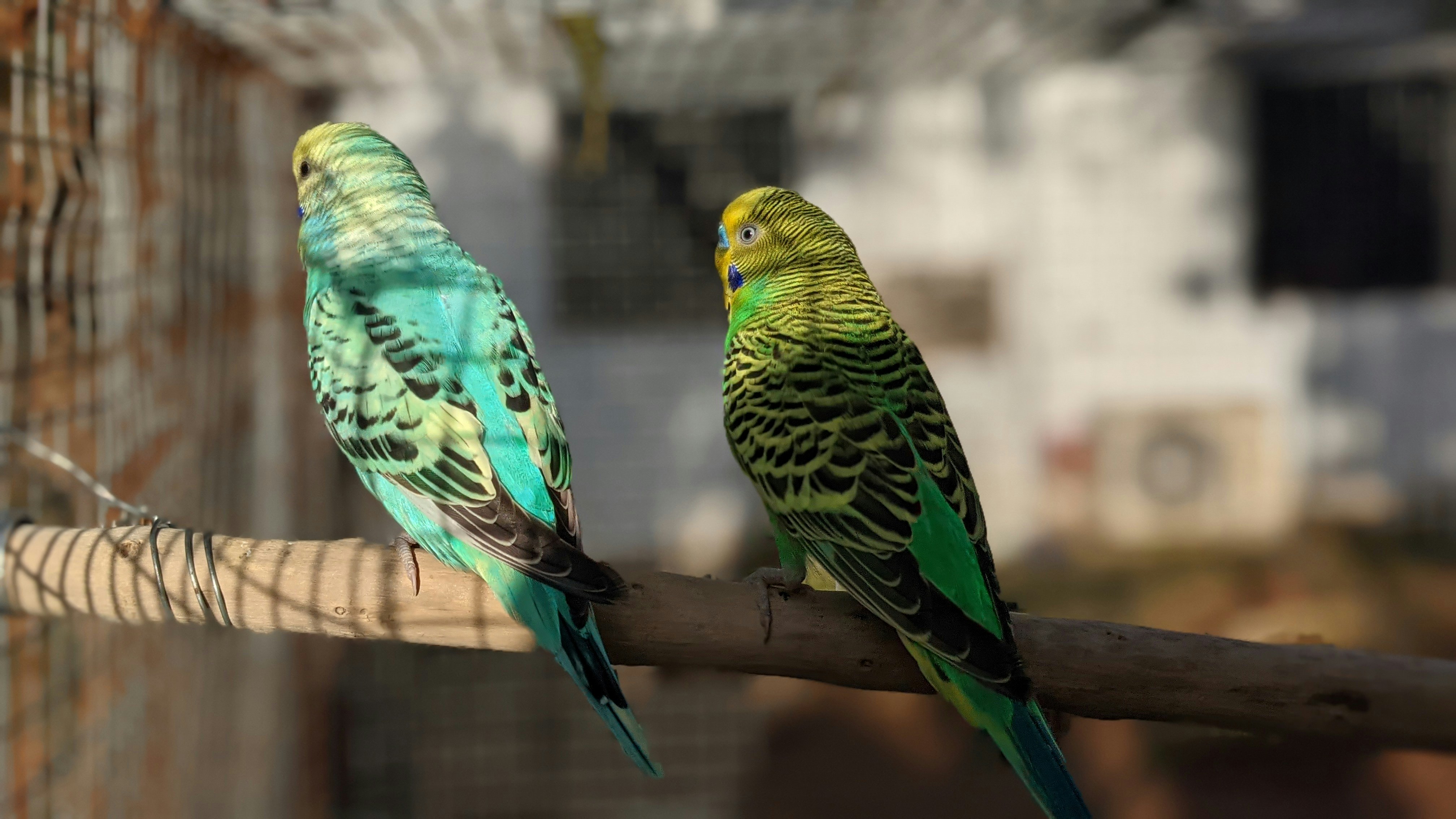 Two Green Parrots on a Sunlit Perch