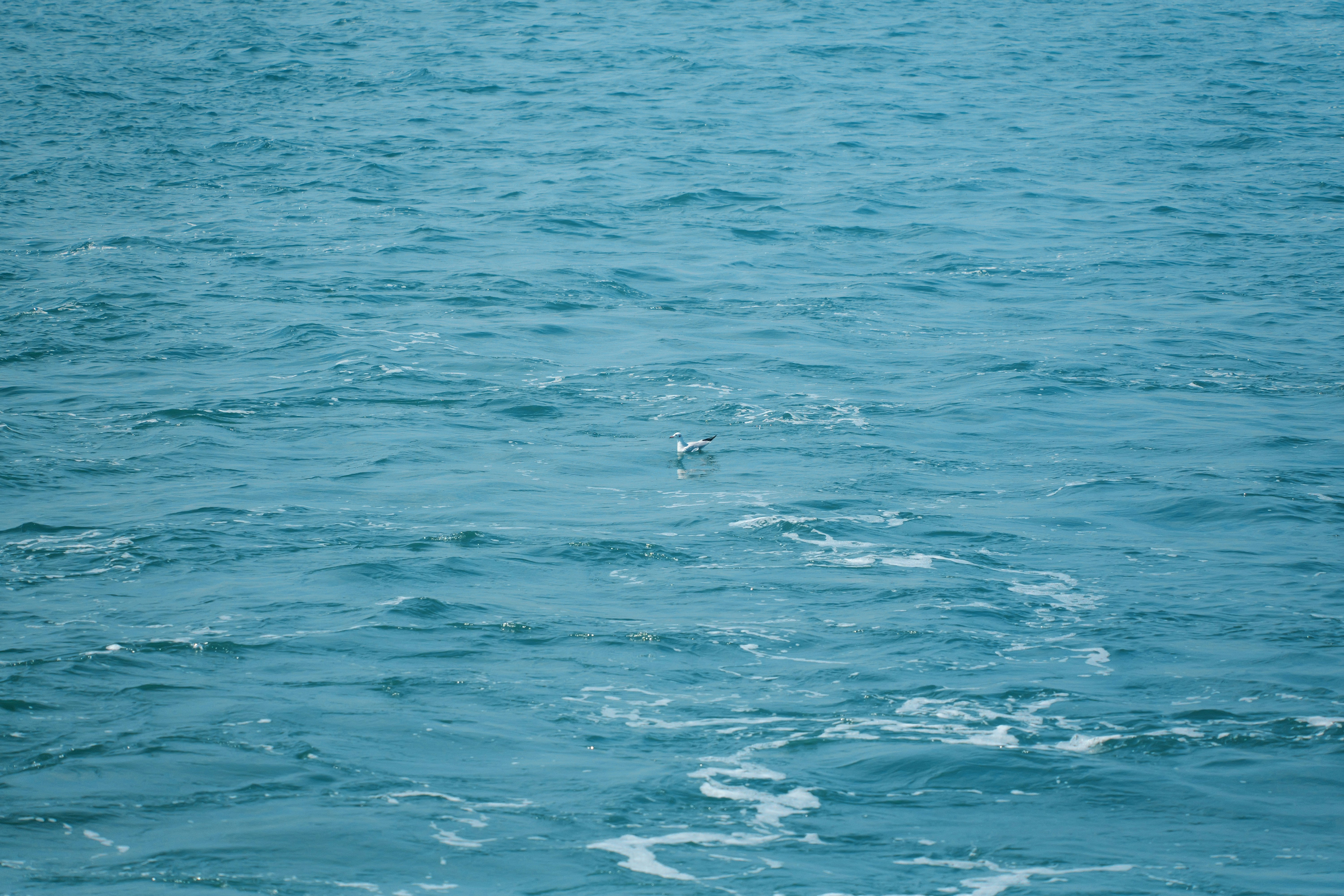 A lone seabird skims the turquoise expanse