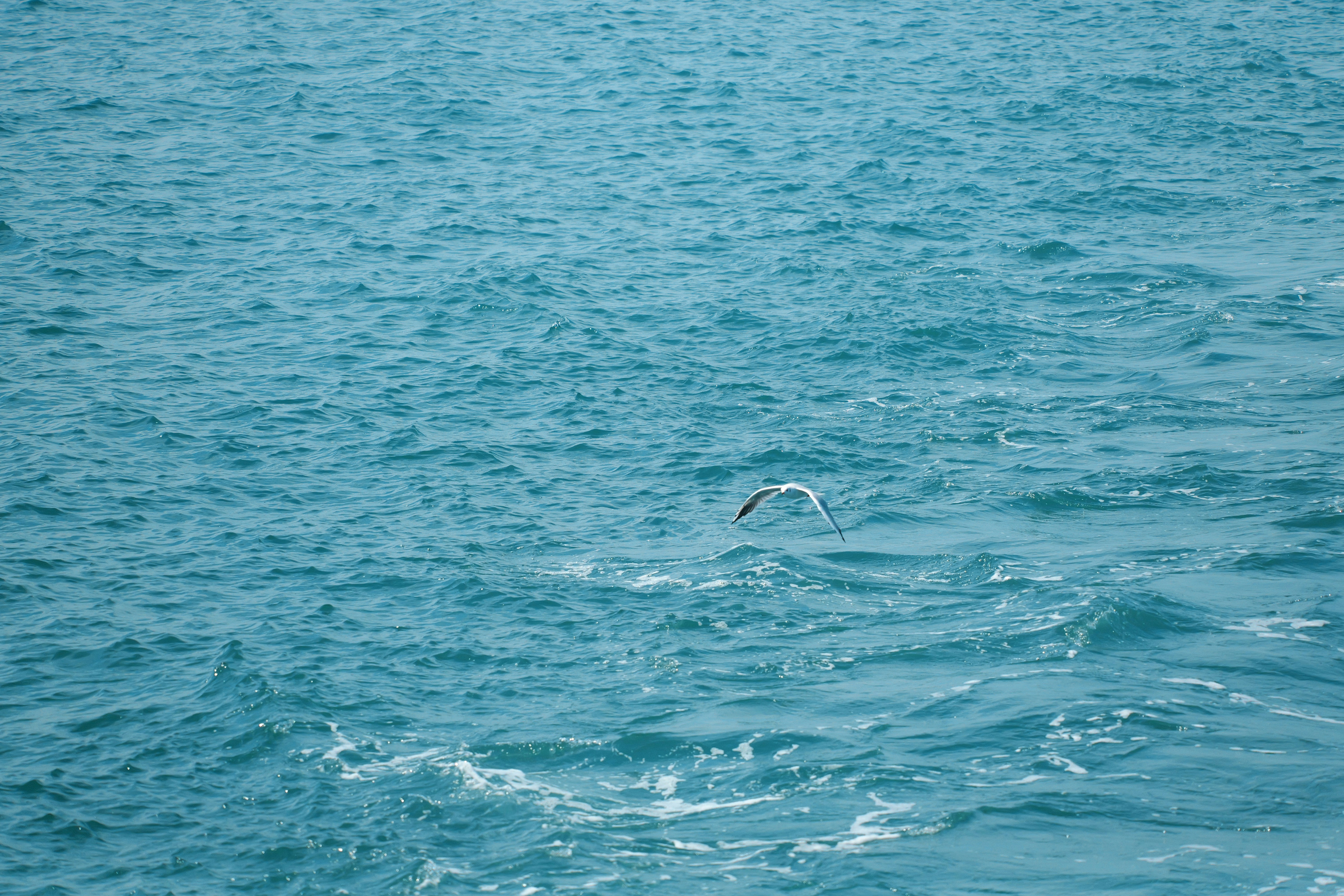 Sea Glide: a lone seabird skimming the turquoise swell
