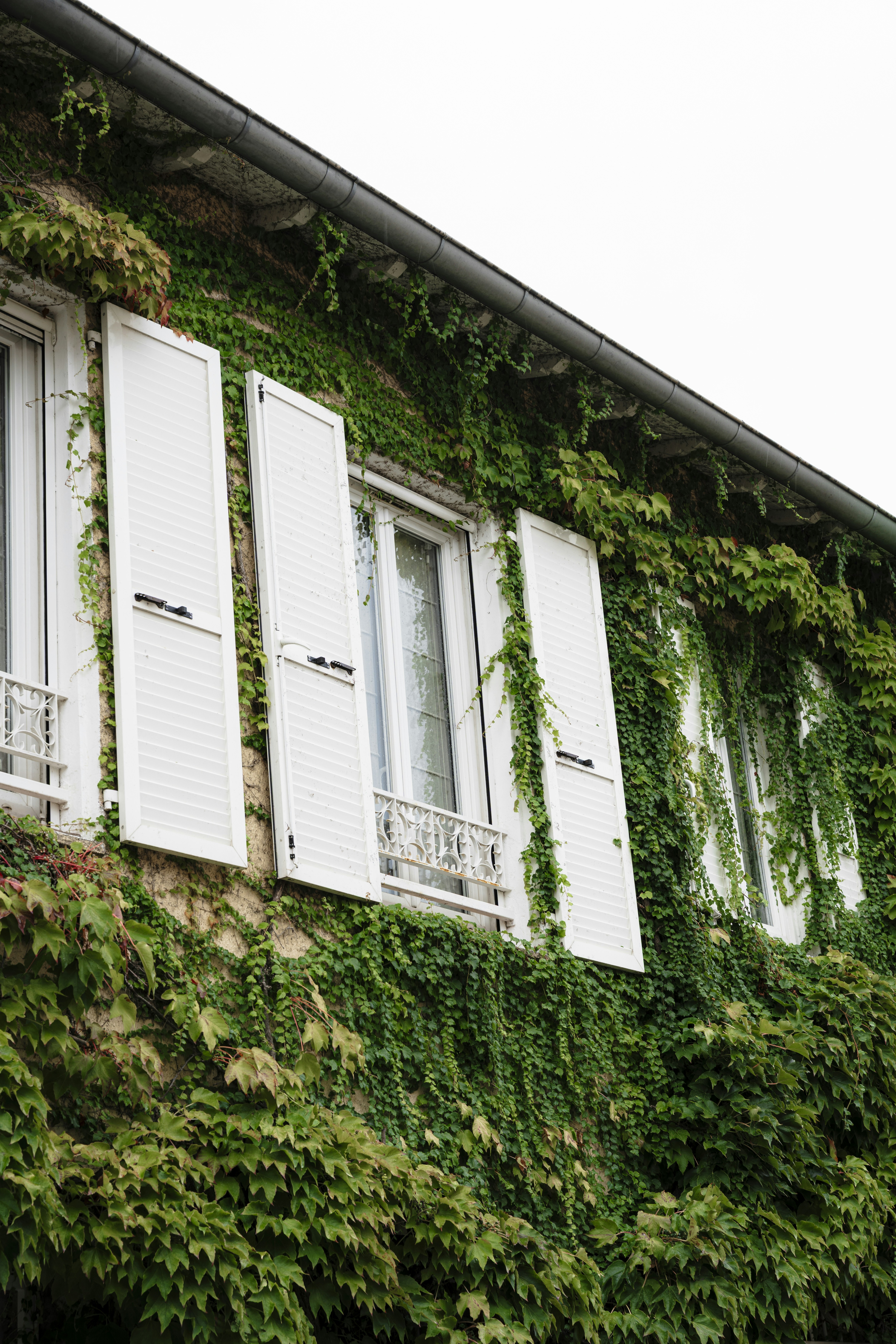 Ivy-Covered Facade with White Shuttered Windows