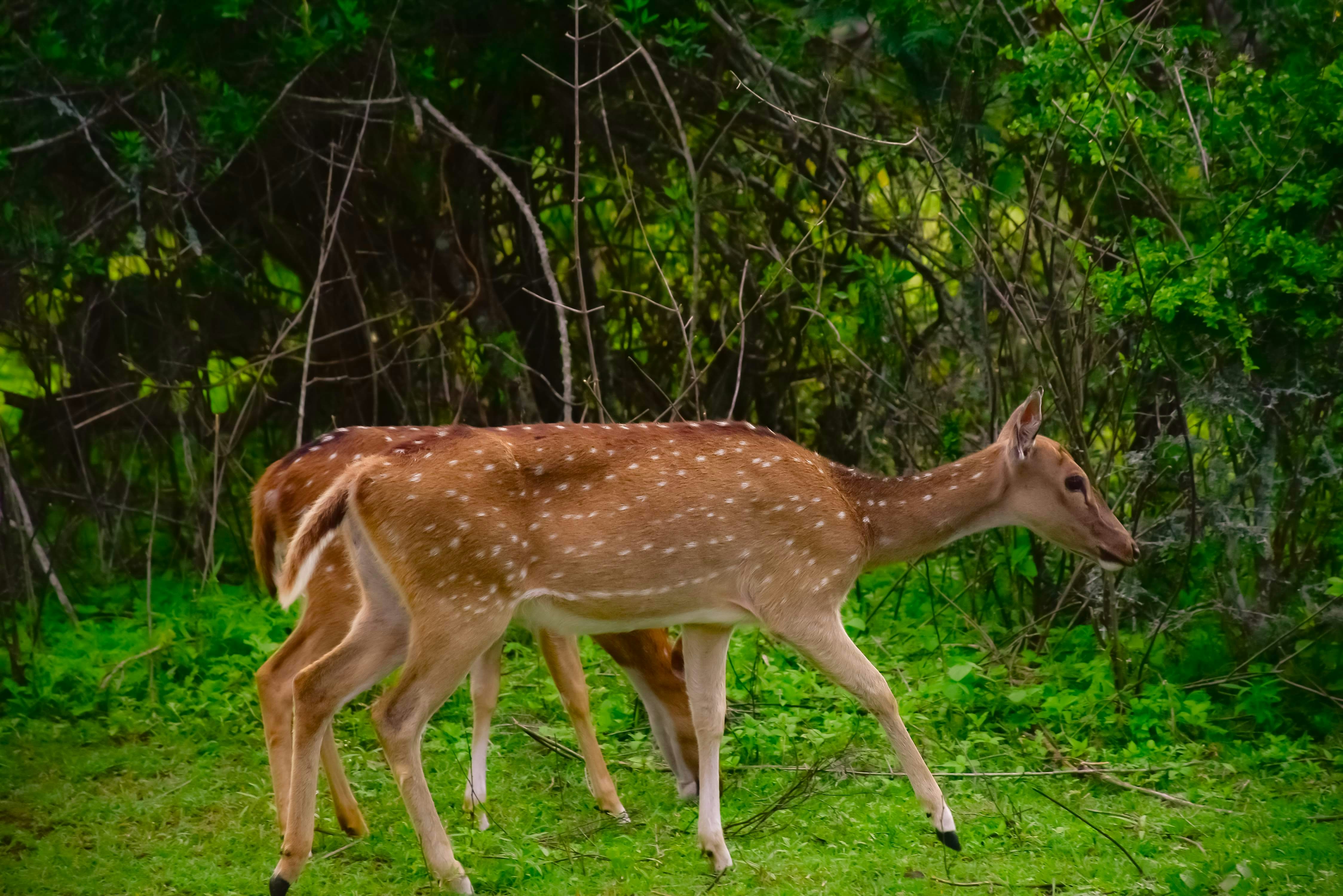 Dappled Meadow Stalker: A Grazing Deer in Gentle Green Light