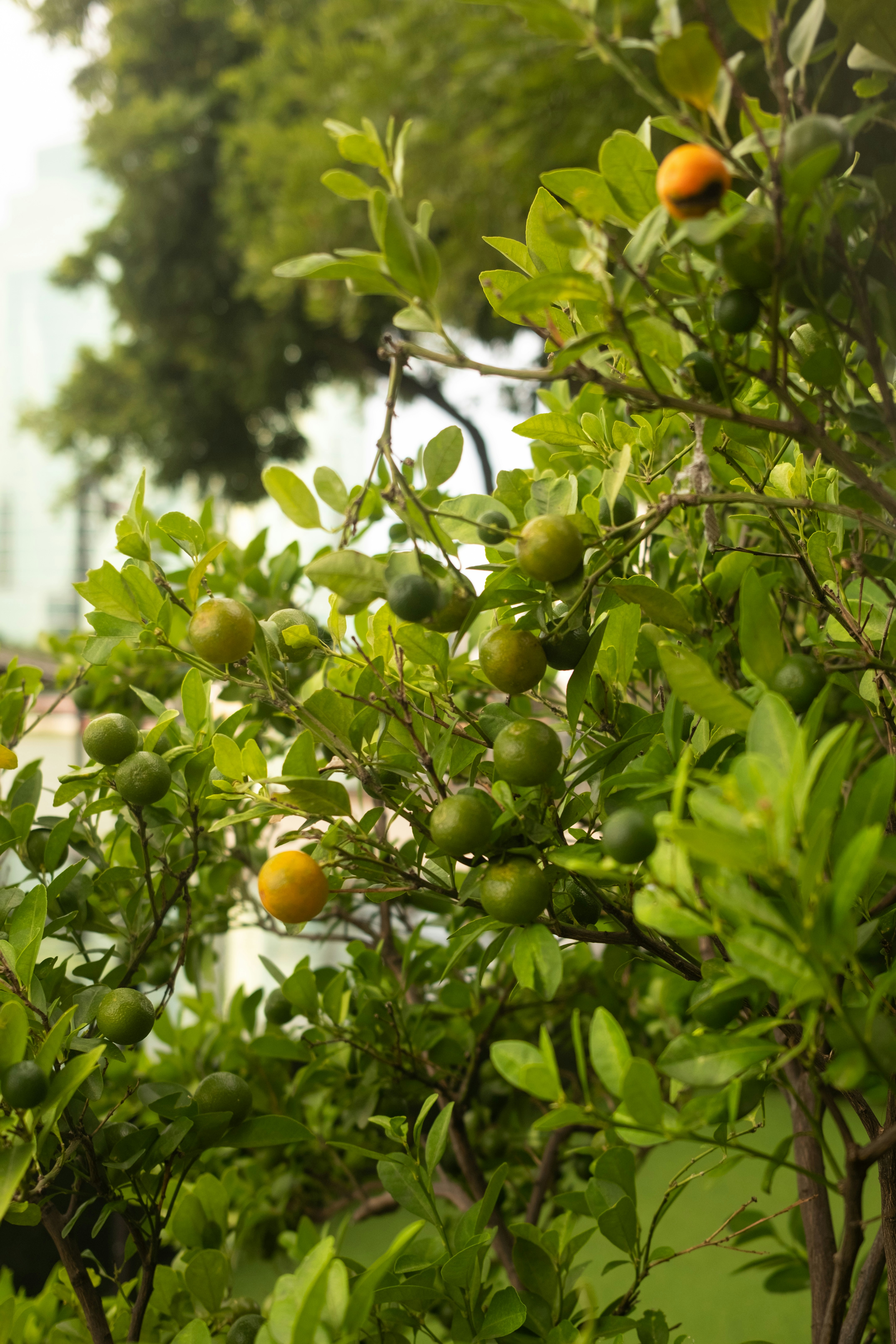 Lemon Orchard in Bloom: Citrus Branches Framing a Sunny City Scene